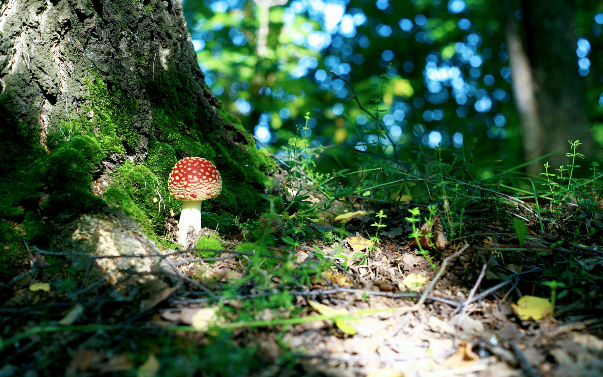 Download Nature Mushroom HD Wallpaper