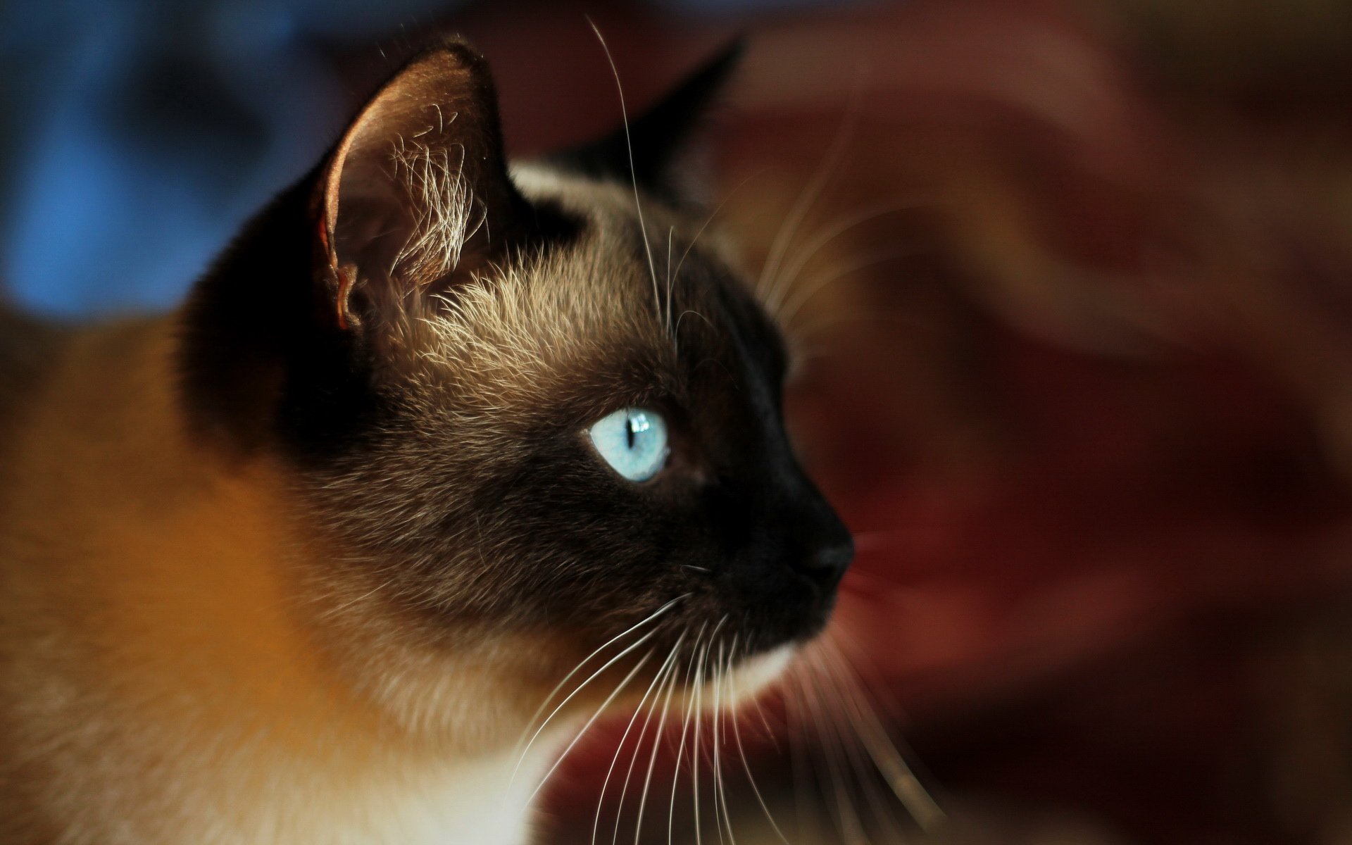 Majestic Cat Gaze: HD Animal Wallpaper