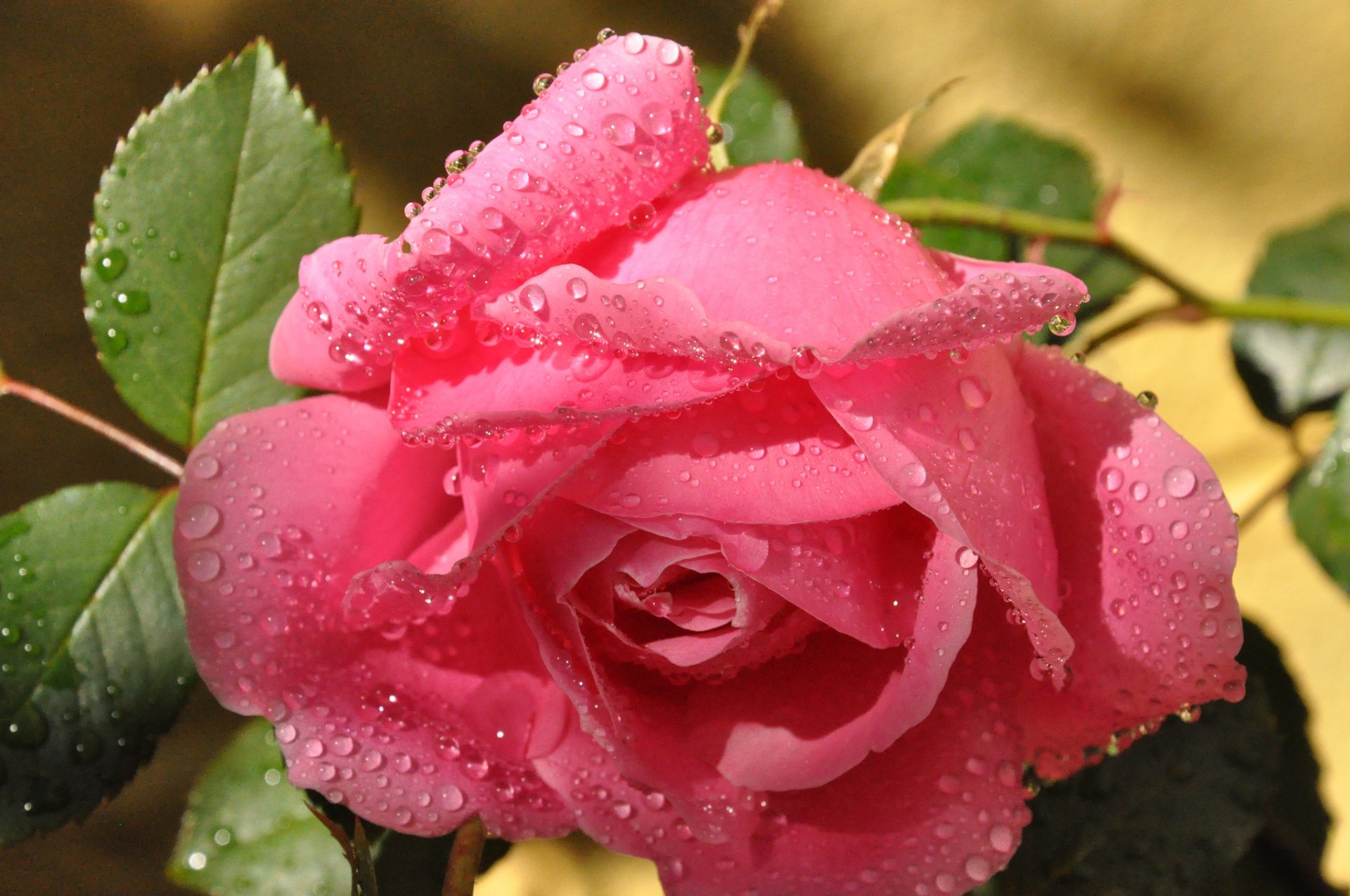 HD Nature's Elegance: Dew-Kissed Pink Rose Wallpaper