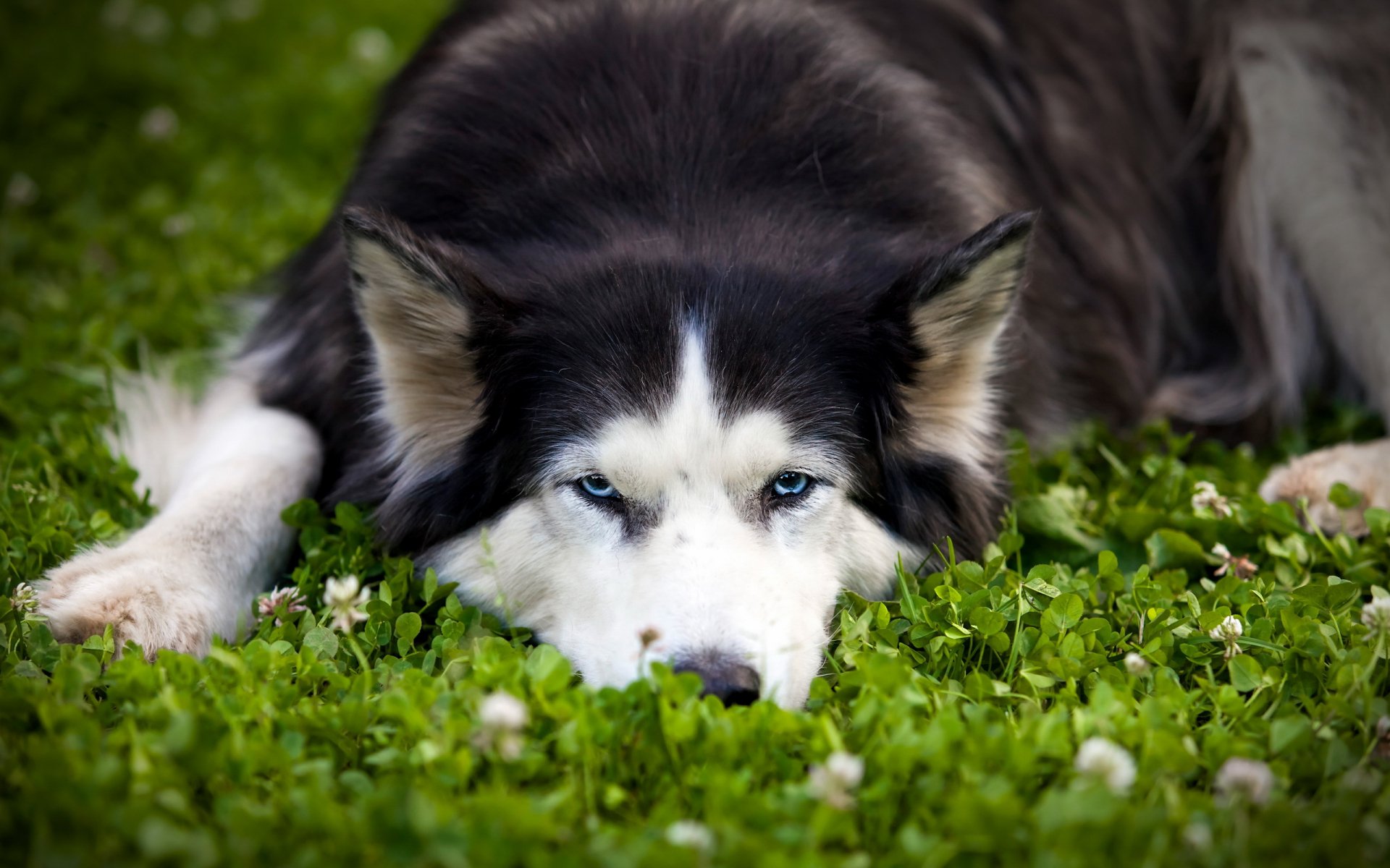 HD Wallpaper of a Beautiful Husky Relaxing in Nature