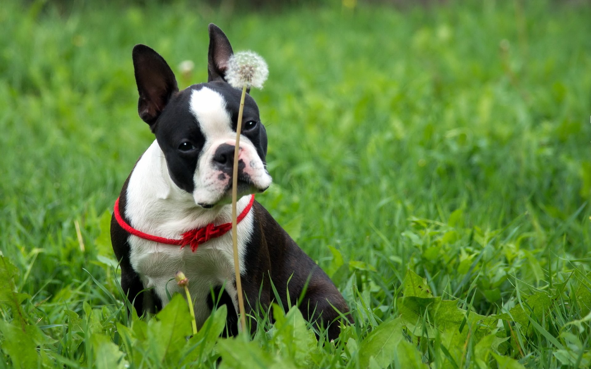 Boston Terrier Charm: HD Animal Wallpaper in Lush Green Field