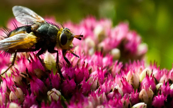 Download Animal Fly HD Wallpaper