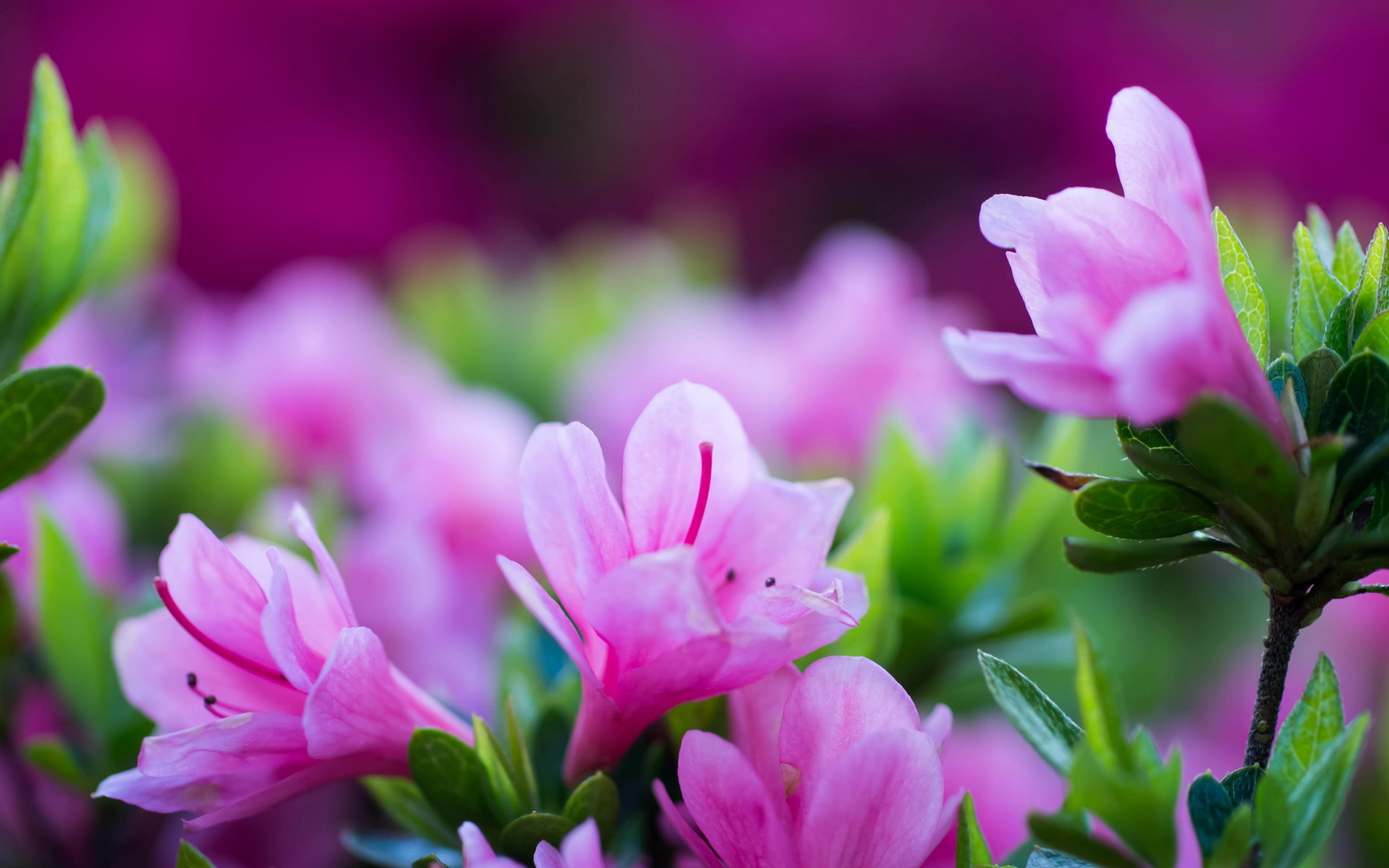 Download Nature Flower HD Wallpaper