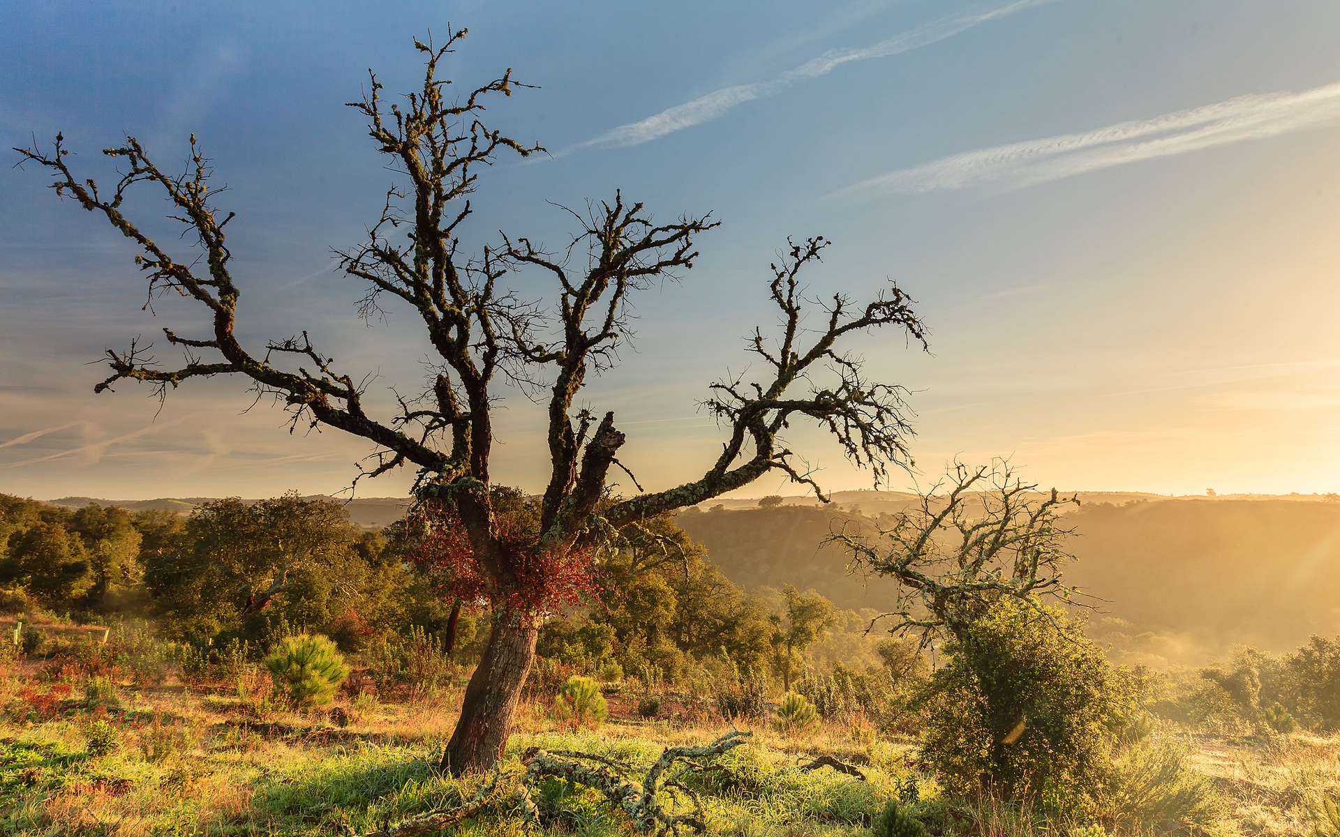 Download Nature Tree HD Wallpaper