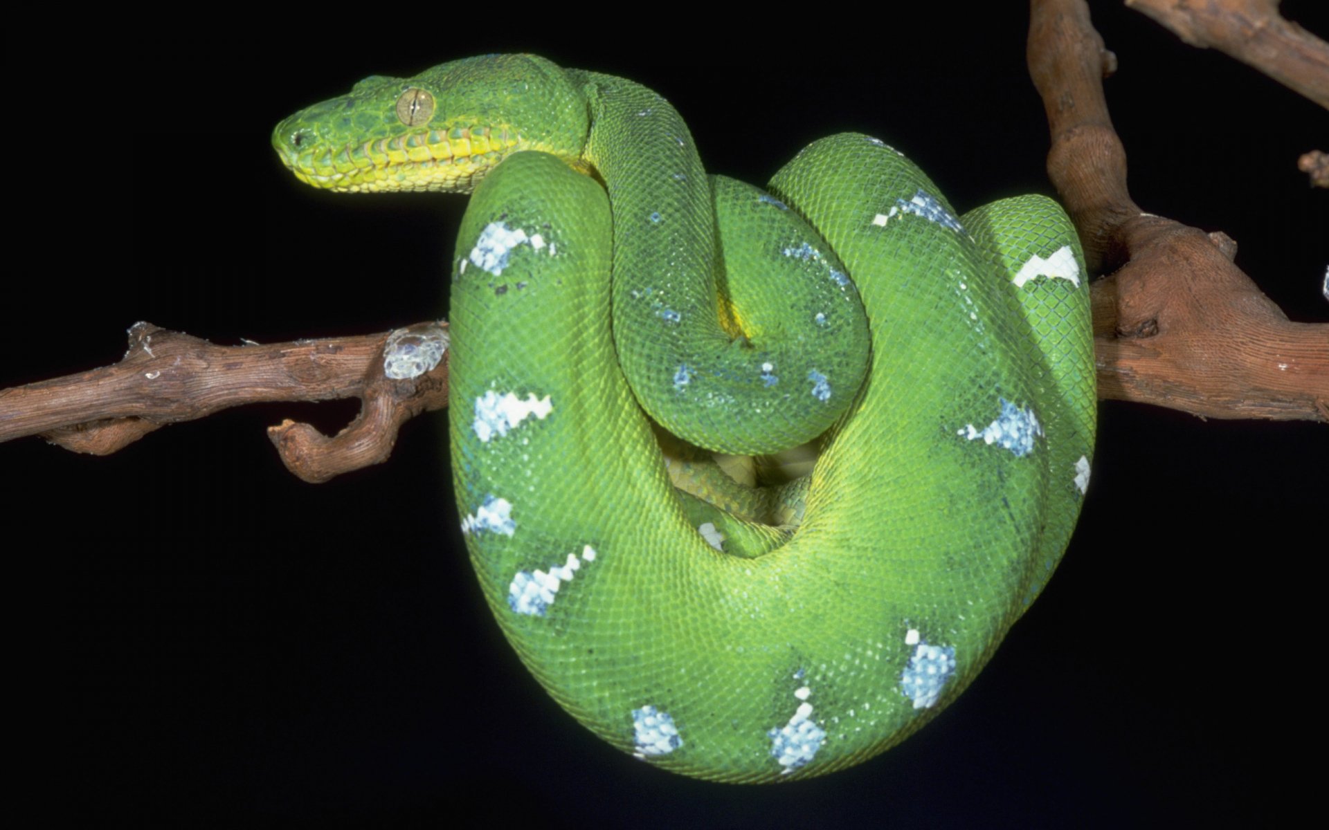 Emerald Tree Boa HD Wallpaper: Nature’s Vibrant Green Serpent