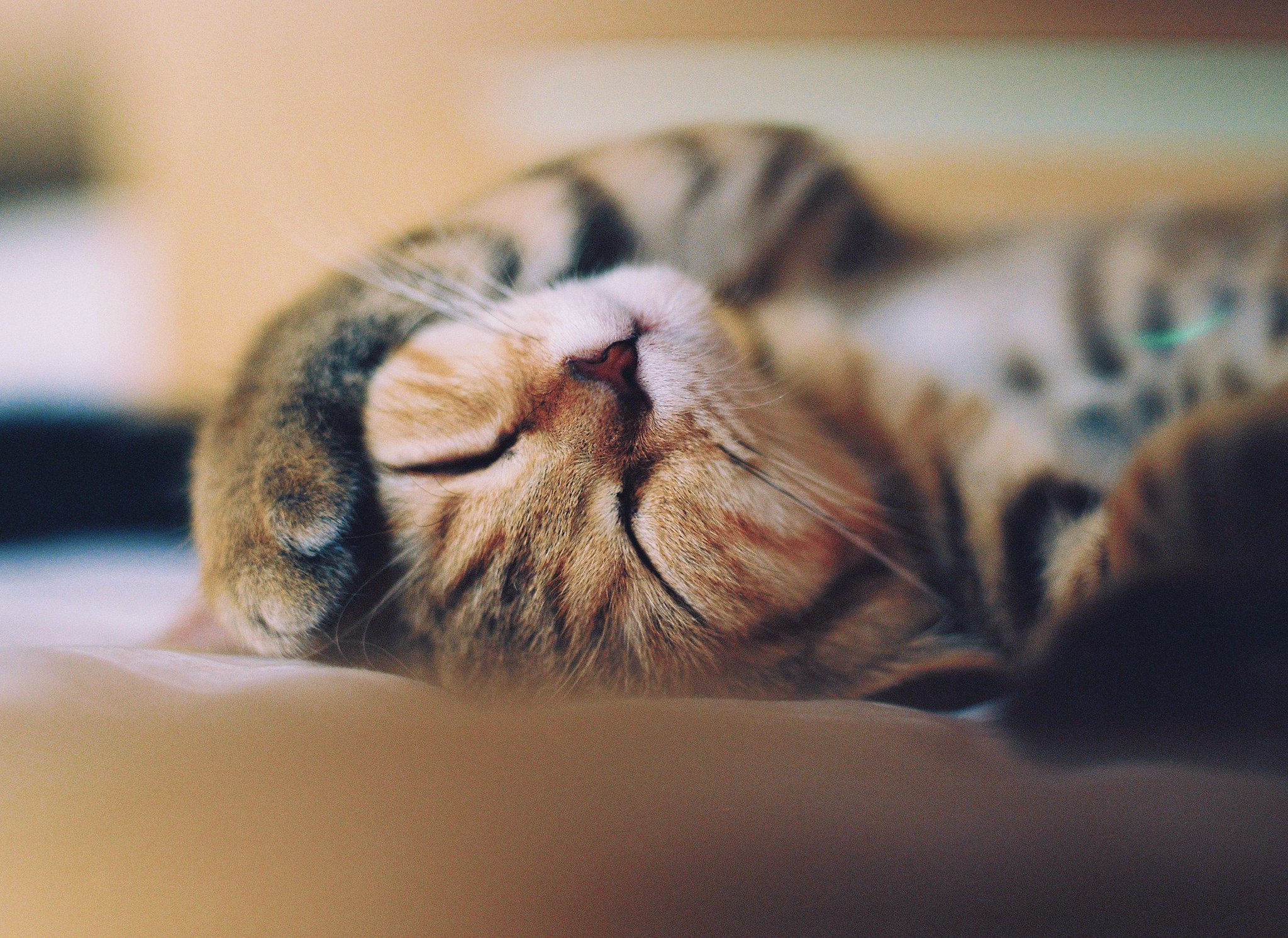 Cozy Cat Nap - HD Wallpaper