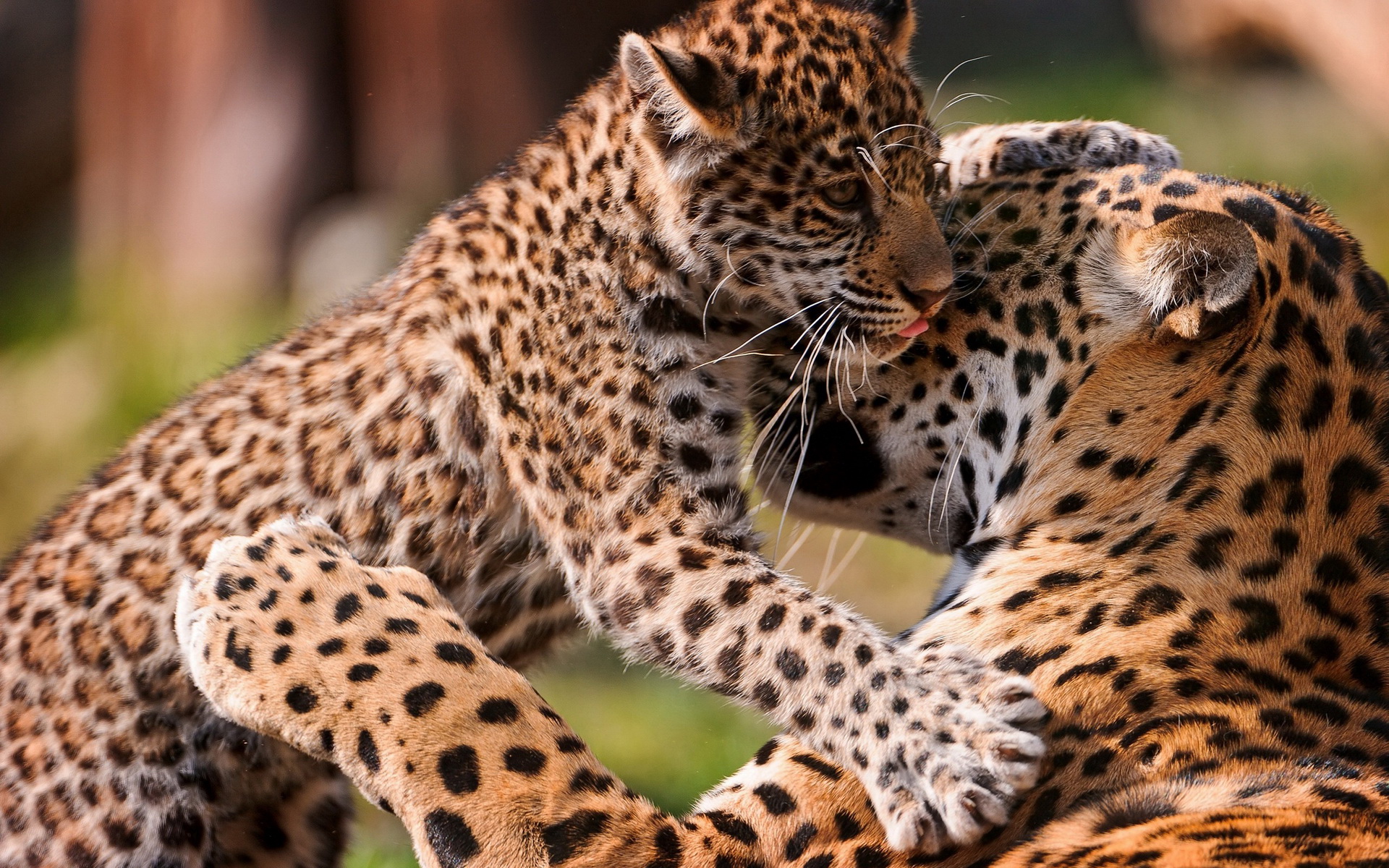 Leopard HD Wallpaper | Background Image | 1920x1200