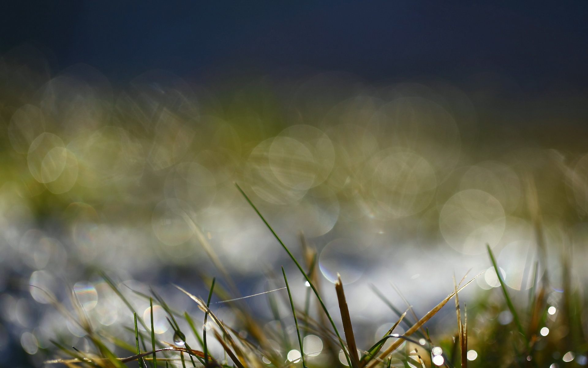 Download Nature Grass HD Wallpaper