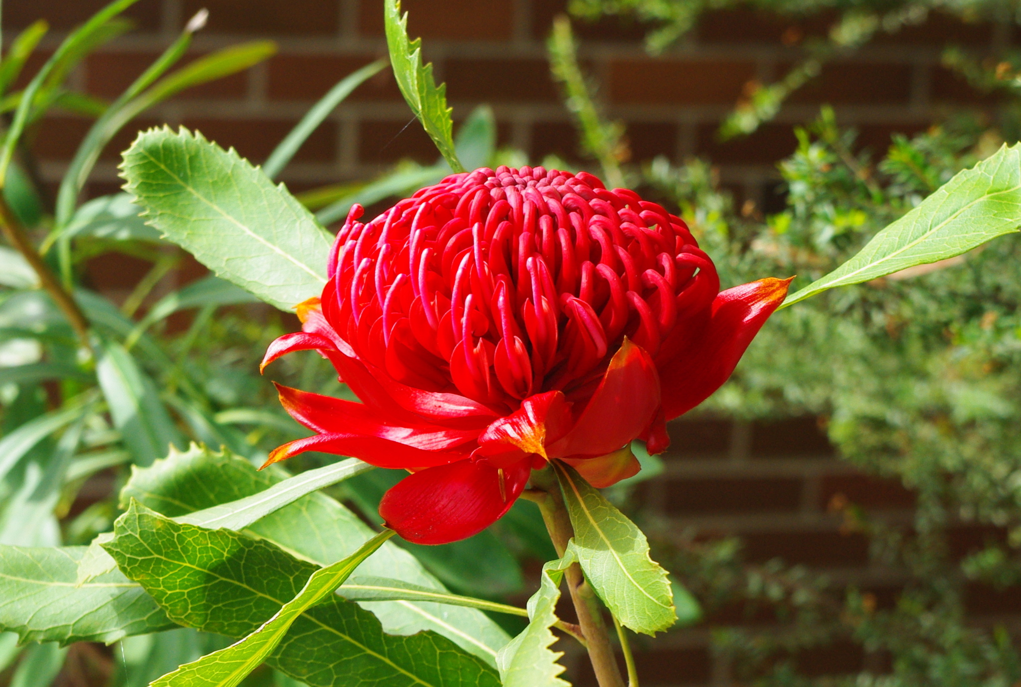 Download Waratah Nature Flower HD Wallpaper