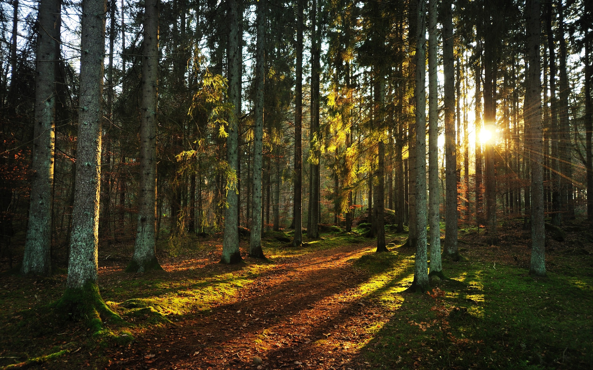 Download Nature Forest HD Wallpaper