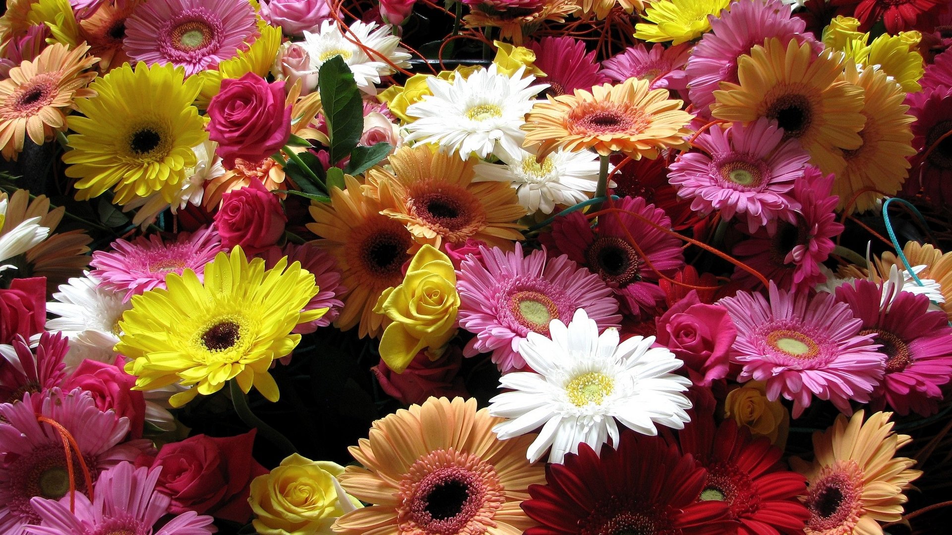 Download Nature Flower HD Wallpaper