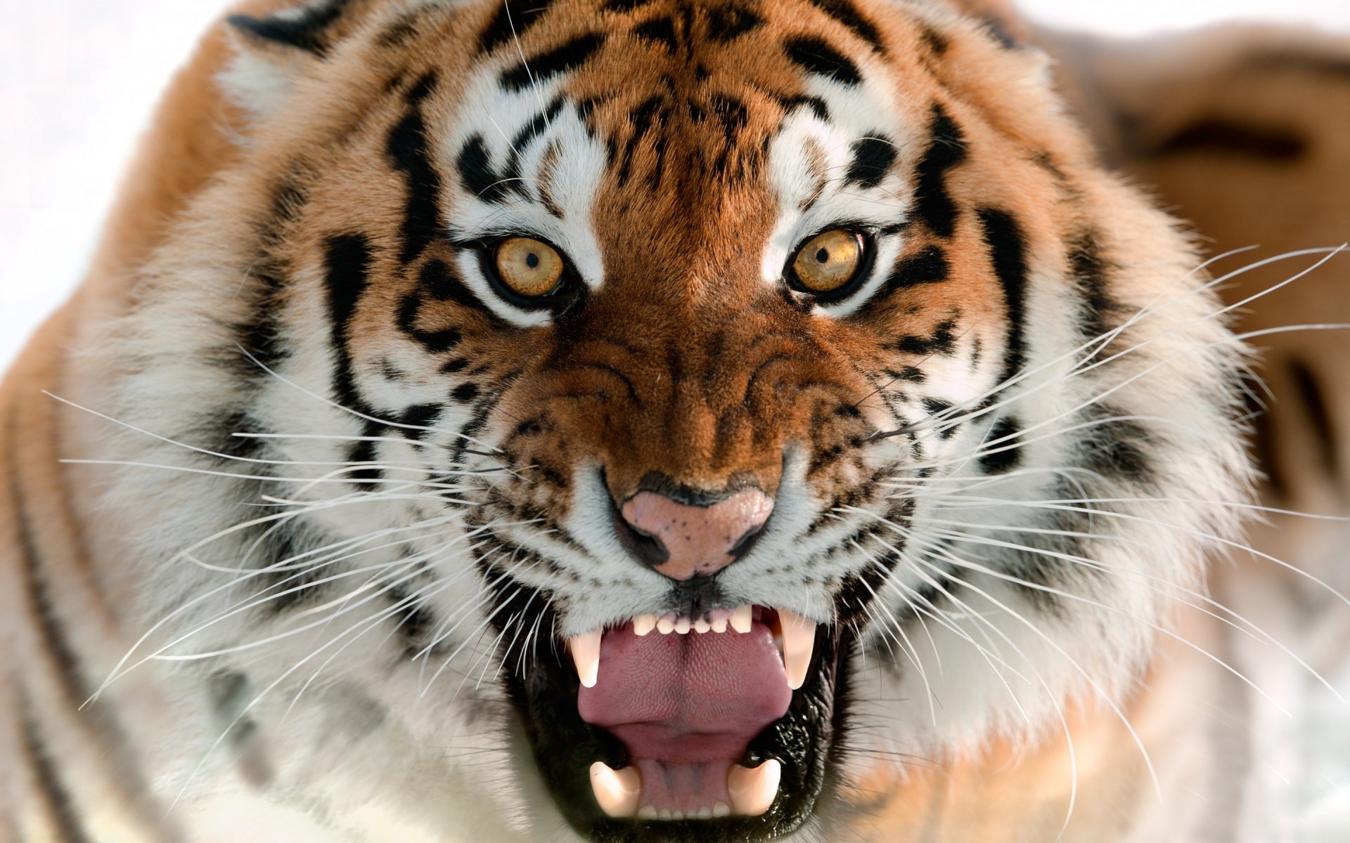 Fierce Tiger HD Wallpaper