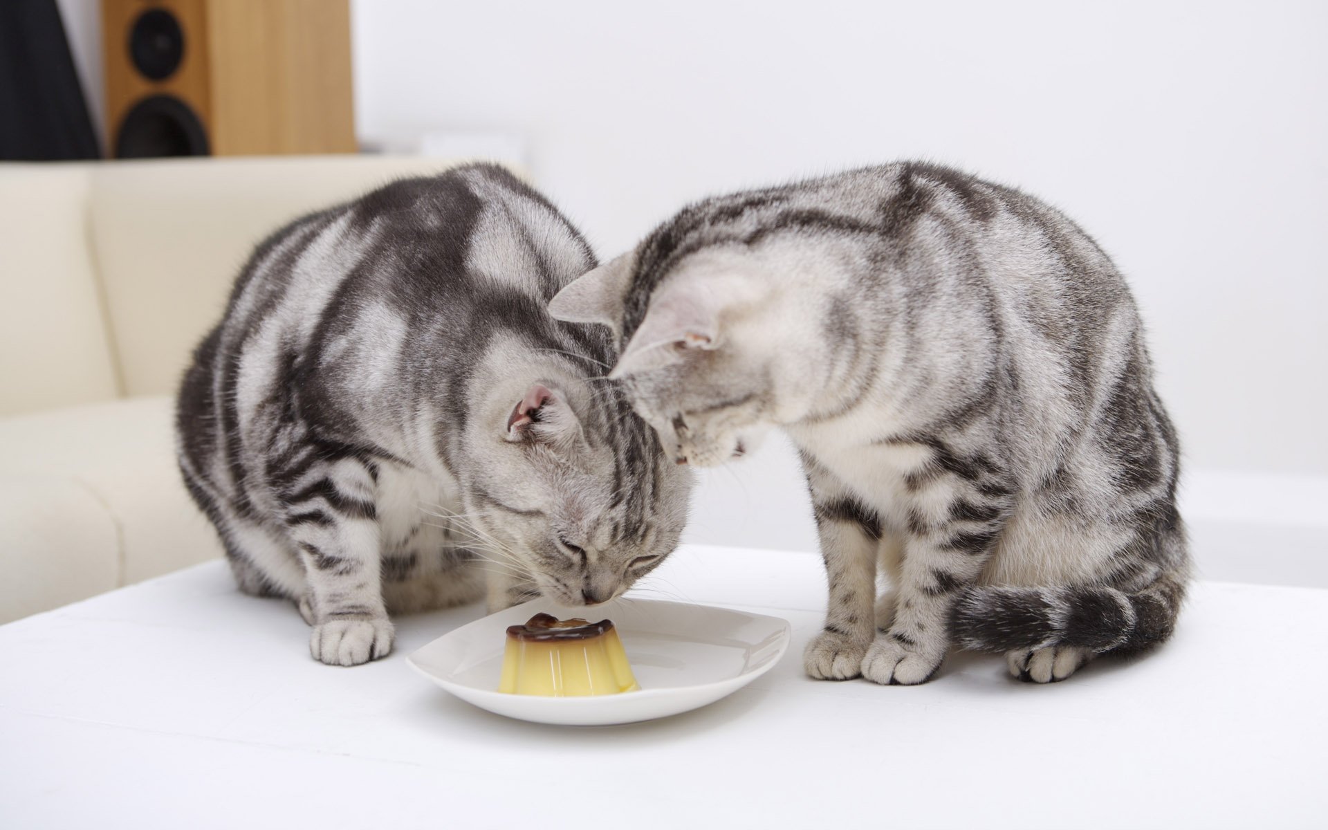 HD Wallpaper of Playful Cats Enjoying Their Treat