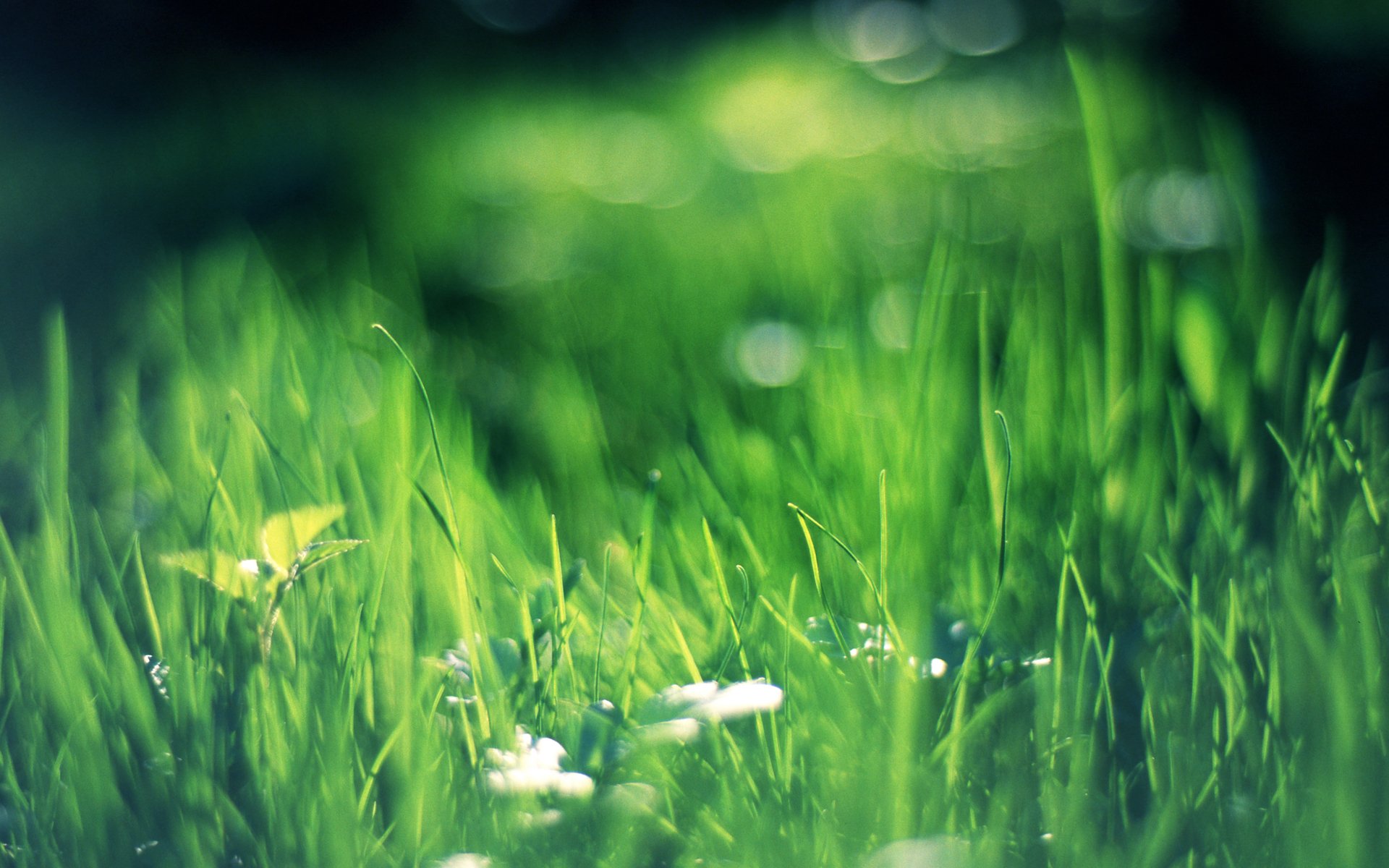 Download Nature Grass HD Wallpaper