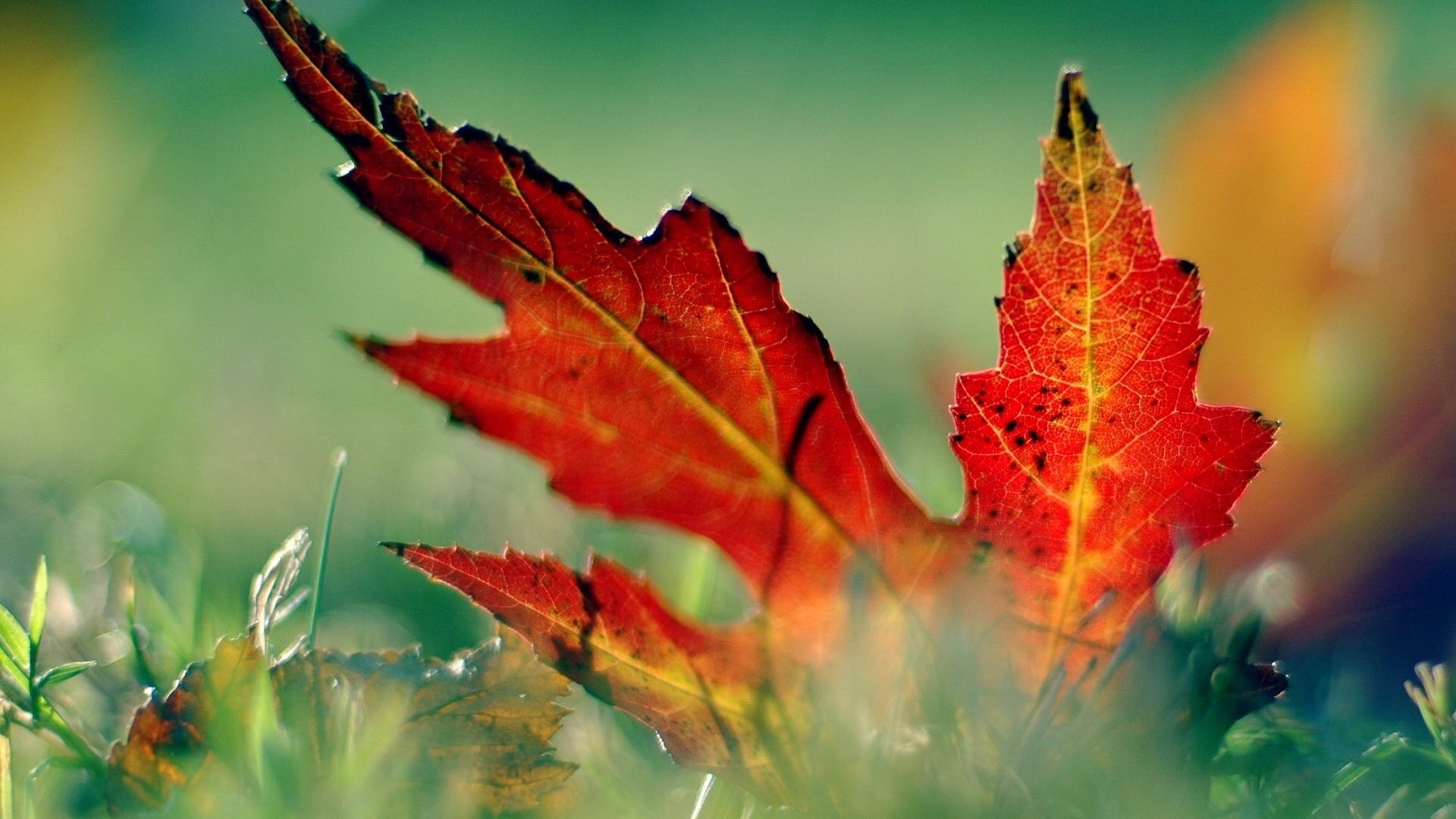 Download Nature Leaf HD Wallpaper