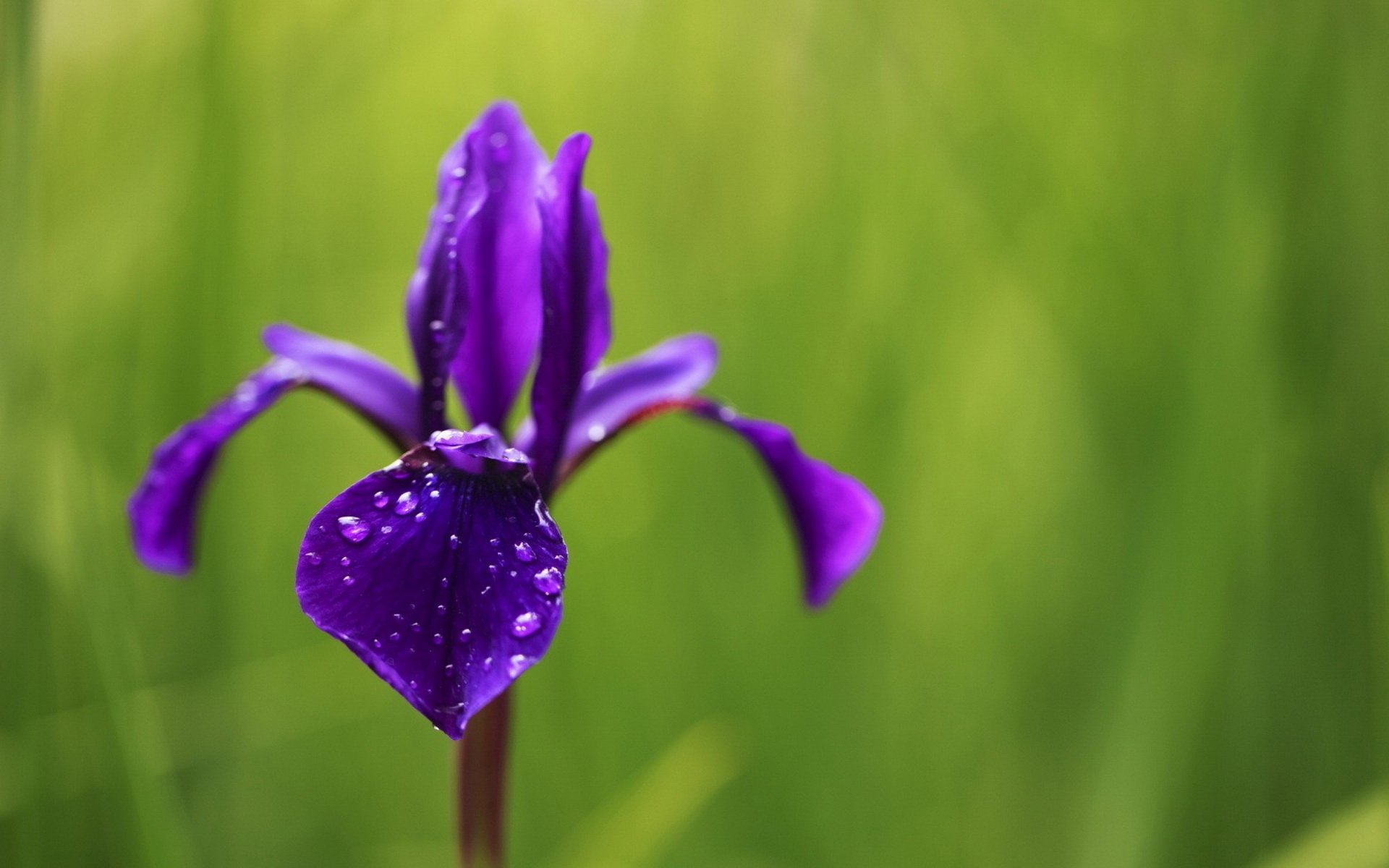 Download Flower Nature Iris HD Wallpaper