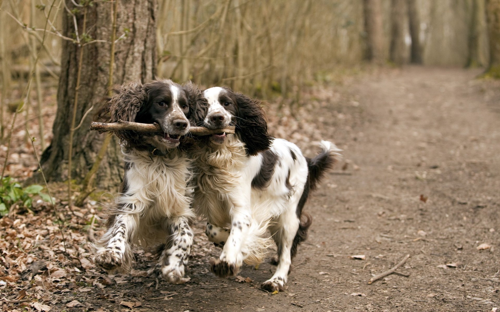 Download Springer Spaniel Playing Dog Animal English Springer Spaniel ...