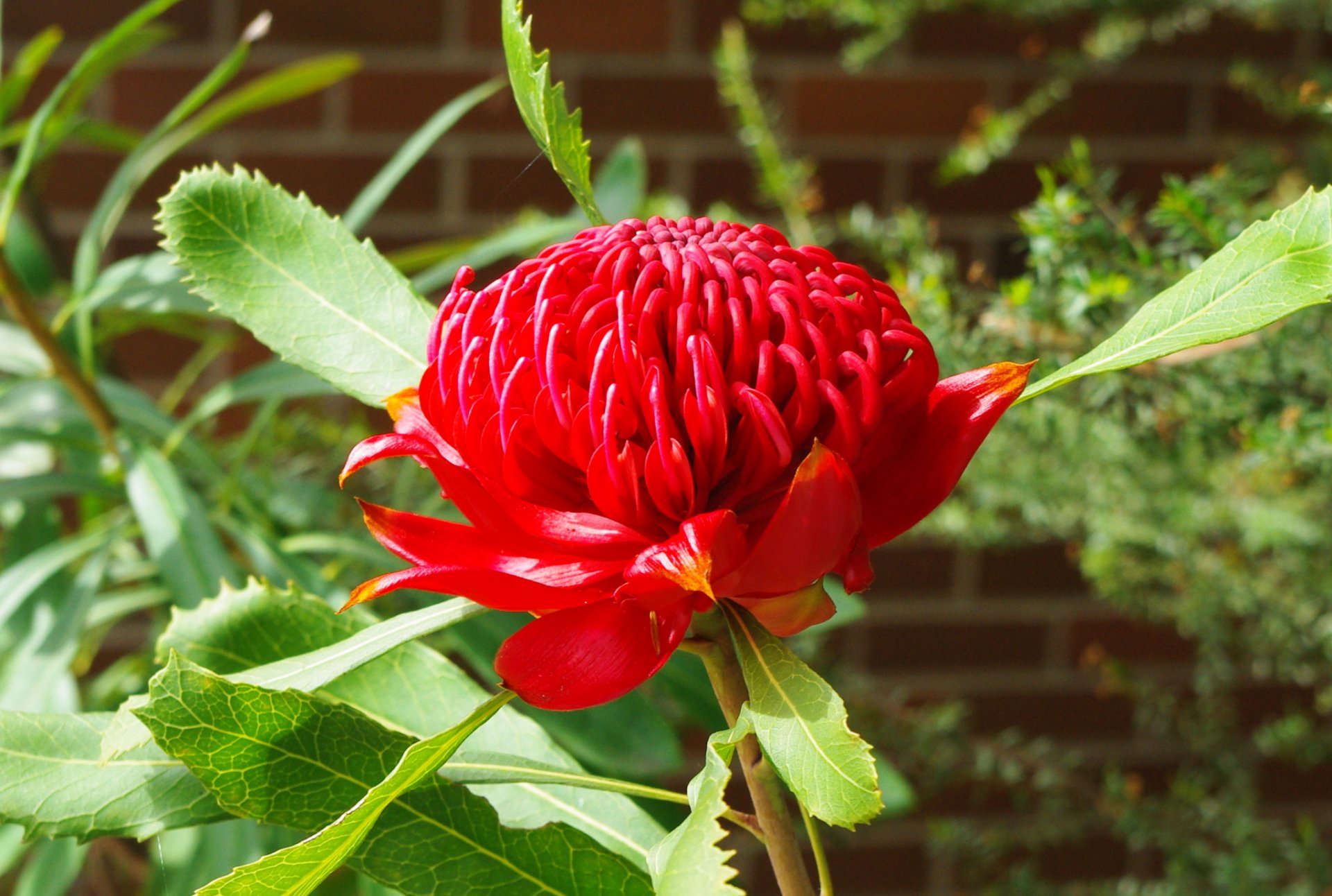 Download Waratah Nature Flower HD Wallpaper