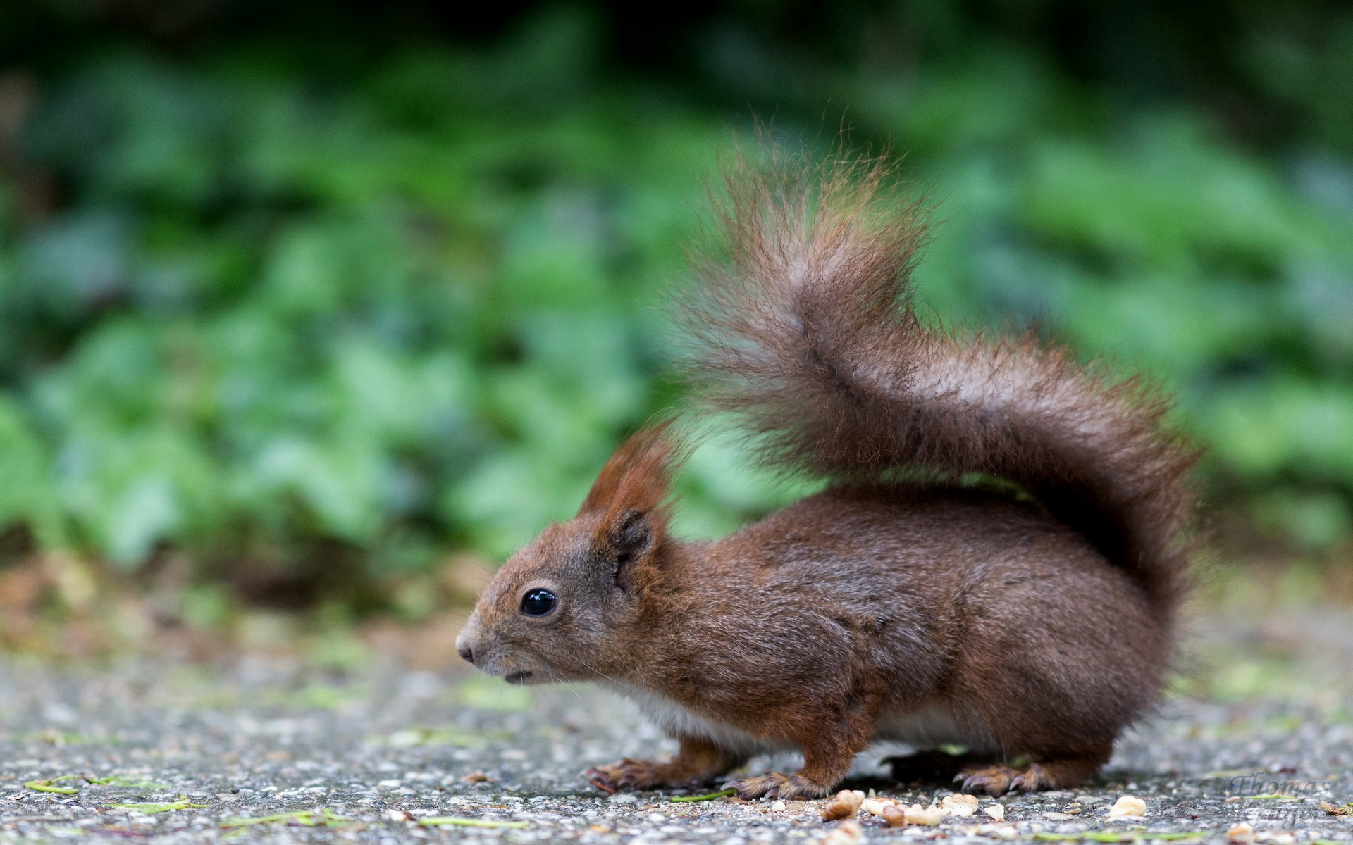 Download Animal Squirrel HD Wallpaper