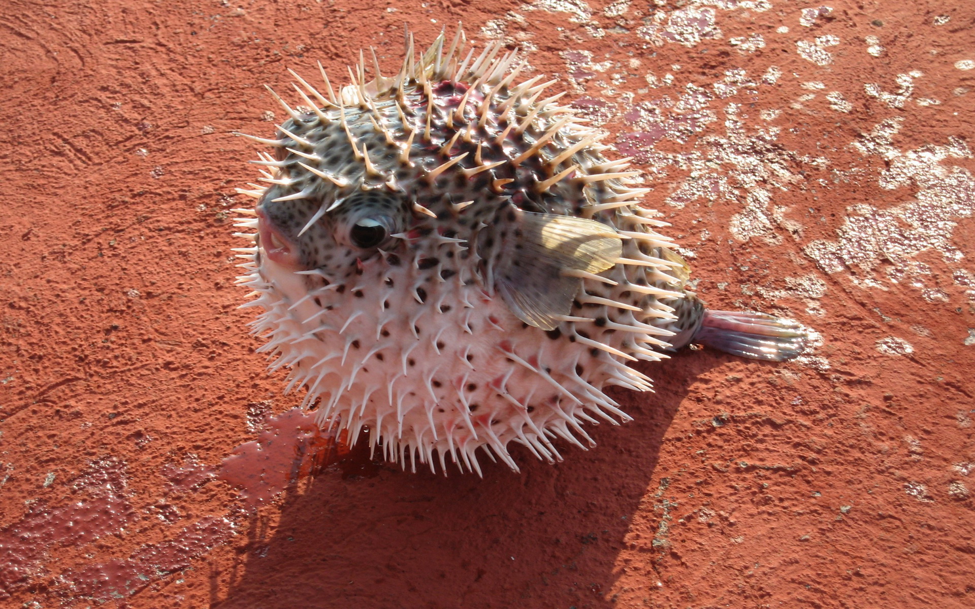 Blowfish Wallpaper