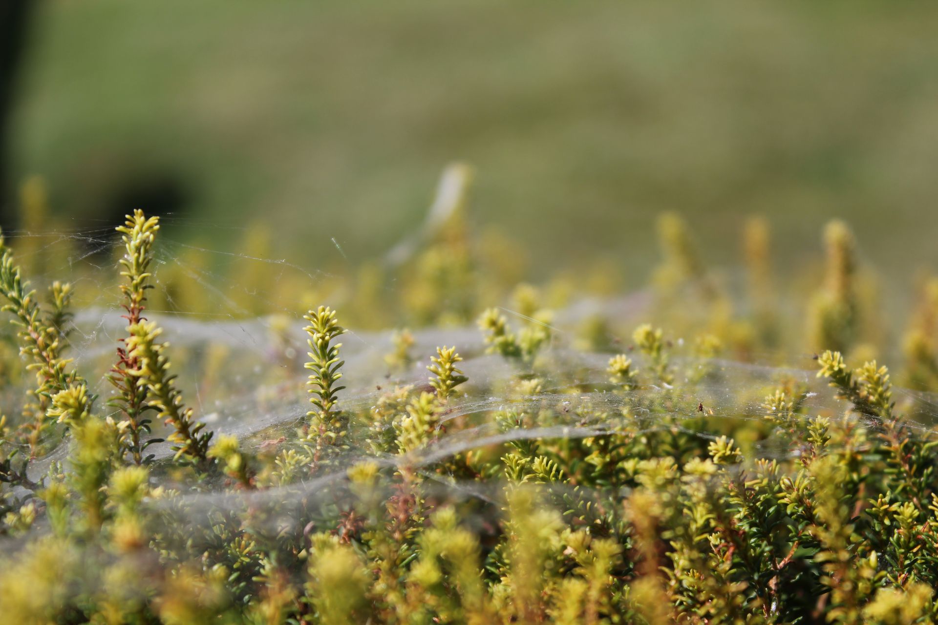 Close-Up Nature Textures HD Wallpaper by Phaethon