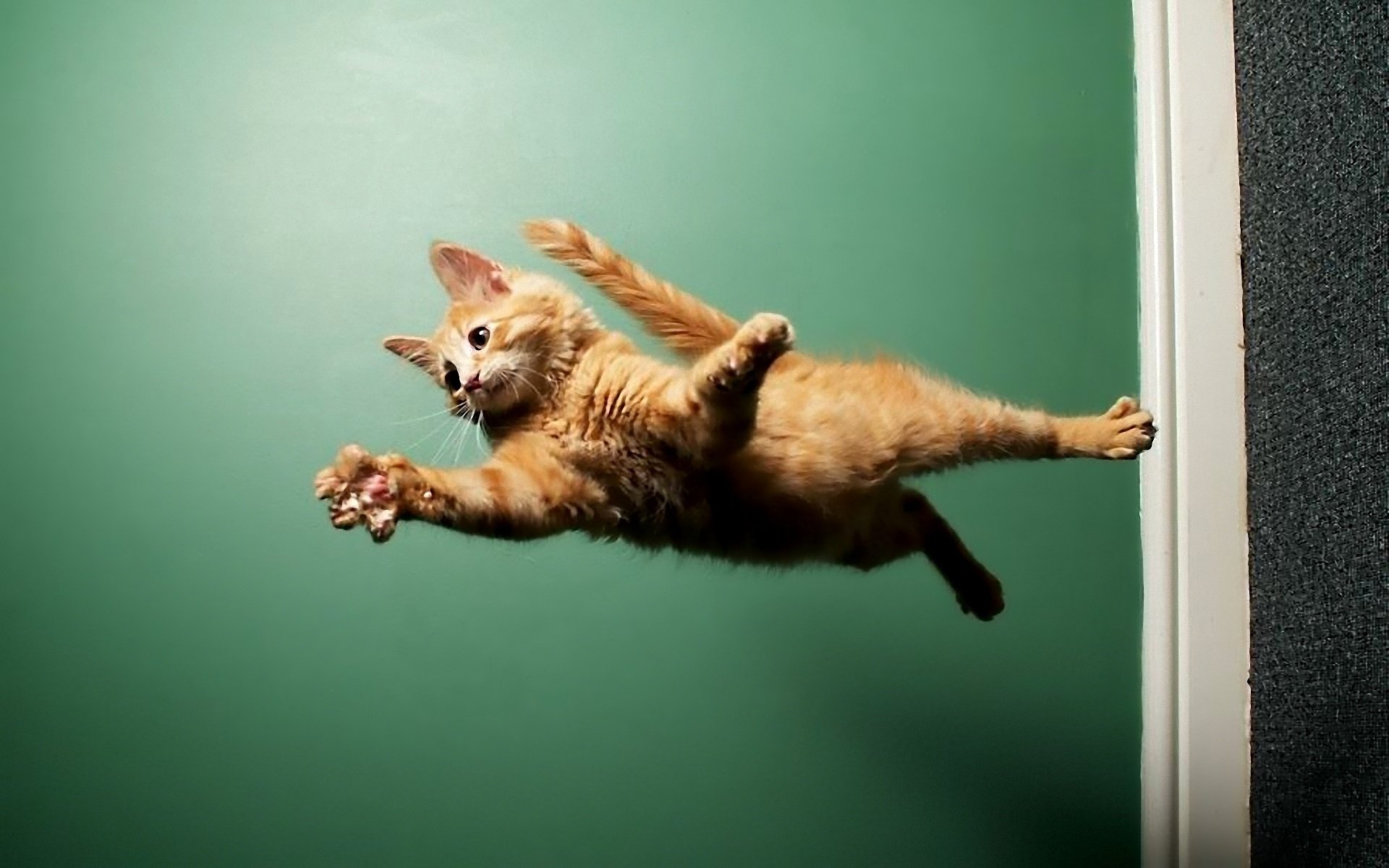 Graceful Leap: HD Cat in Mid-Air Action | 1920x1200 | Wallpaper Abyss