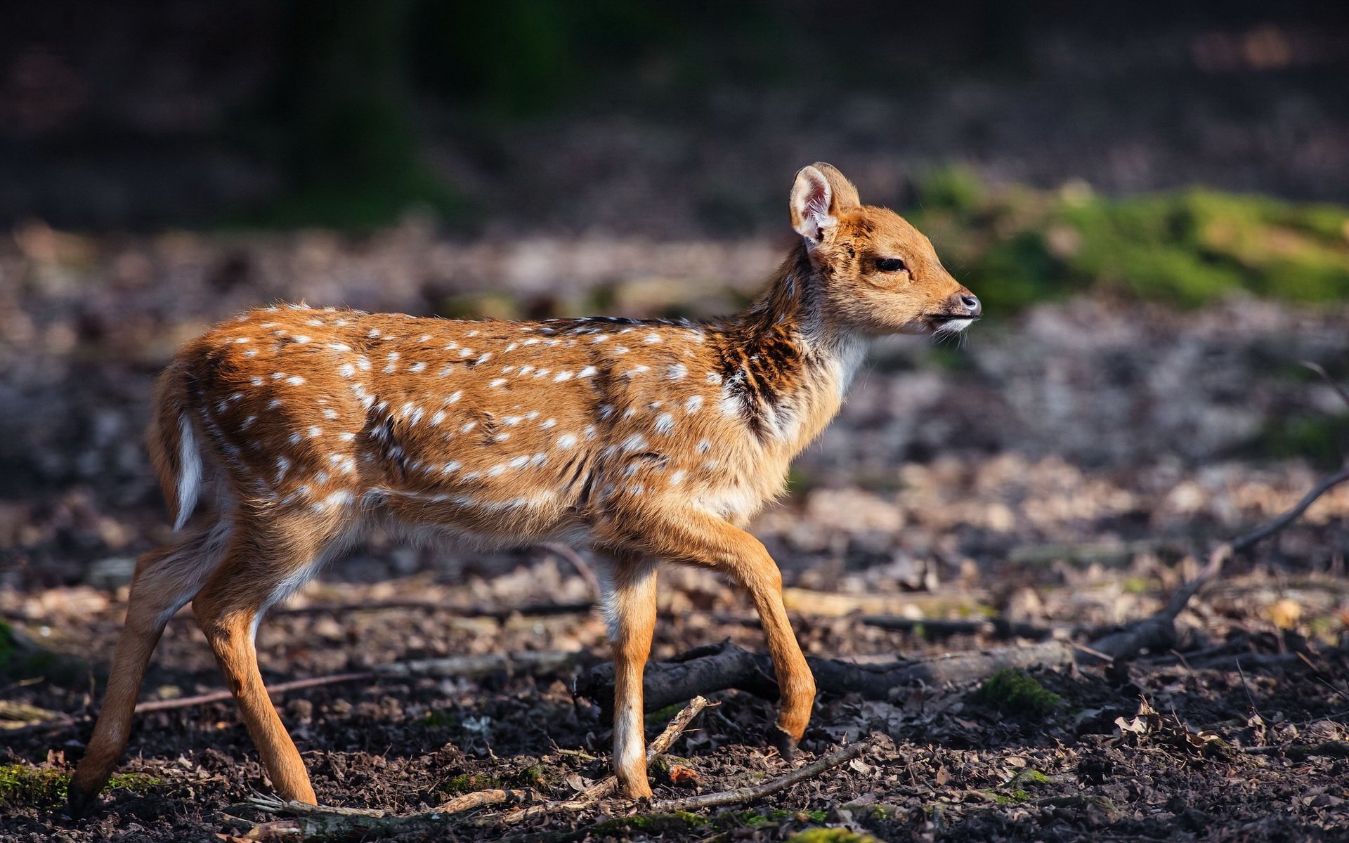Majestic Deer in HD: Nature’s Grace Unfolded | 1920x1200 | Wallpaper Abyss