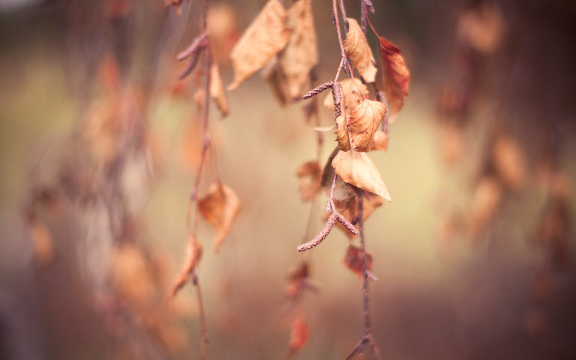 Download Nature Branch HD Wallpaper