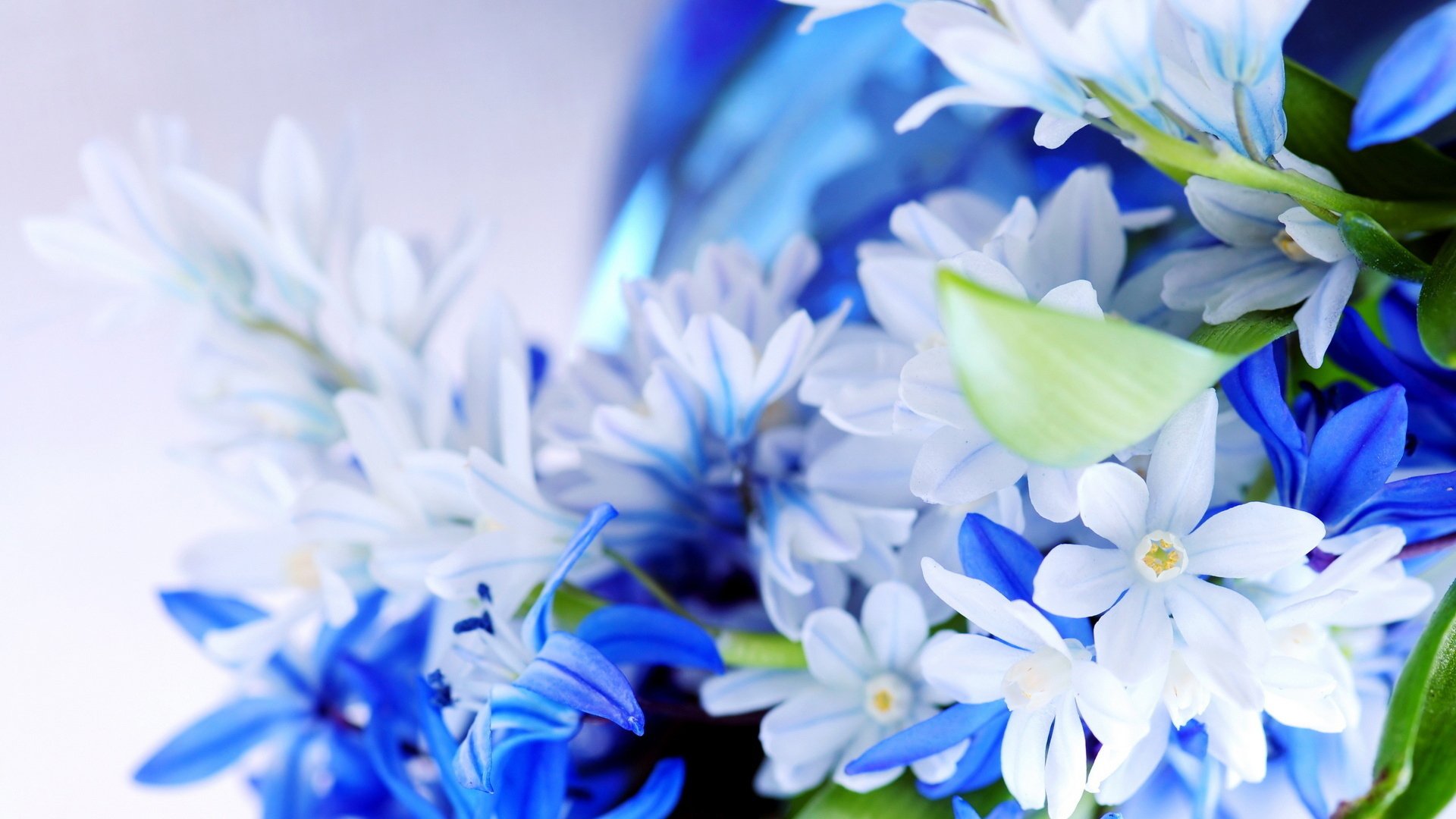 Download Nature Flower HD Wallpaper | 1920x1080 | Wallpaper Abyss
