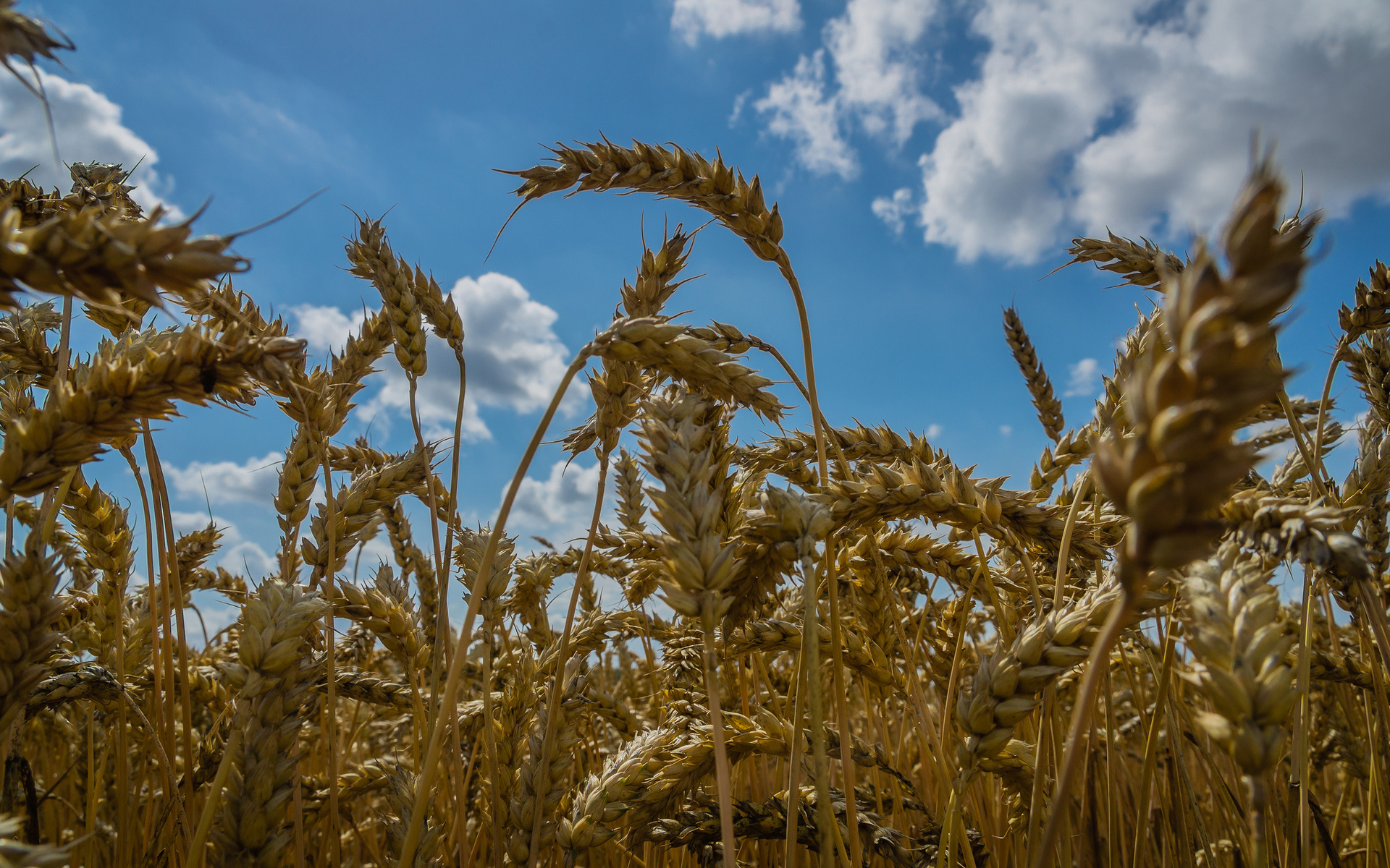Download Nature Wheat HD Wallpaper