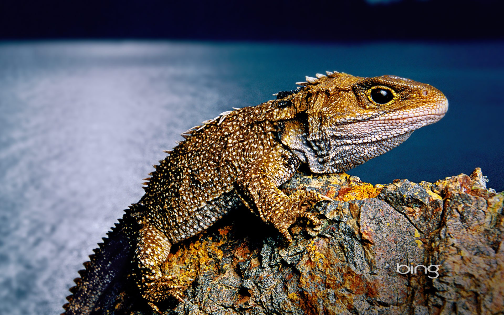 Download Animal Lizard HD Wallpaper