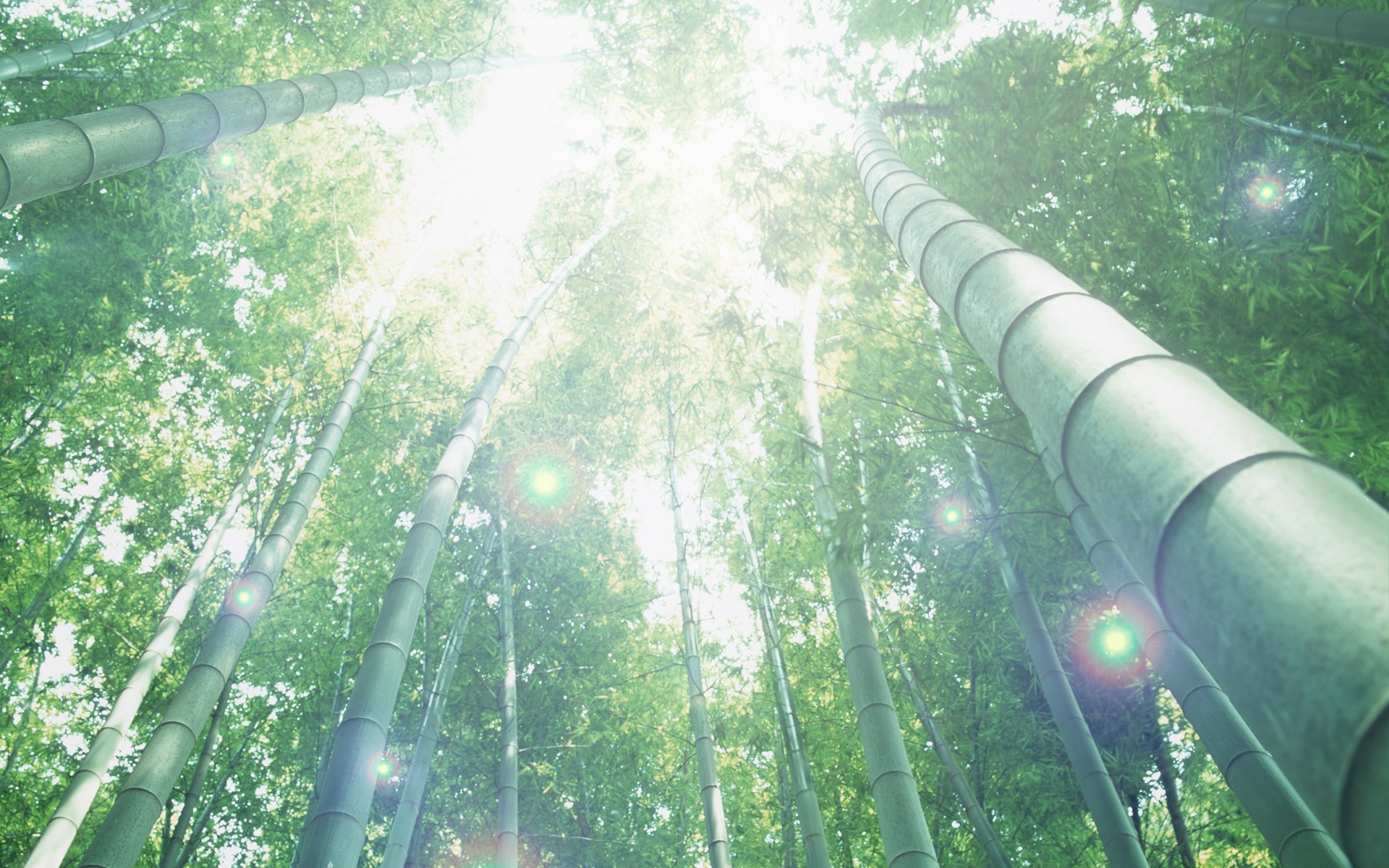 Download Nature Bamboo HD Wallpaper