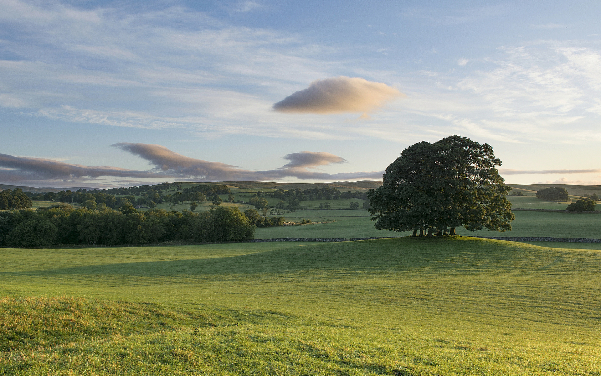 Majestic Tree in Serene Nature HD Wallpaper