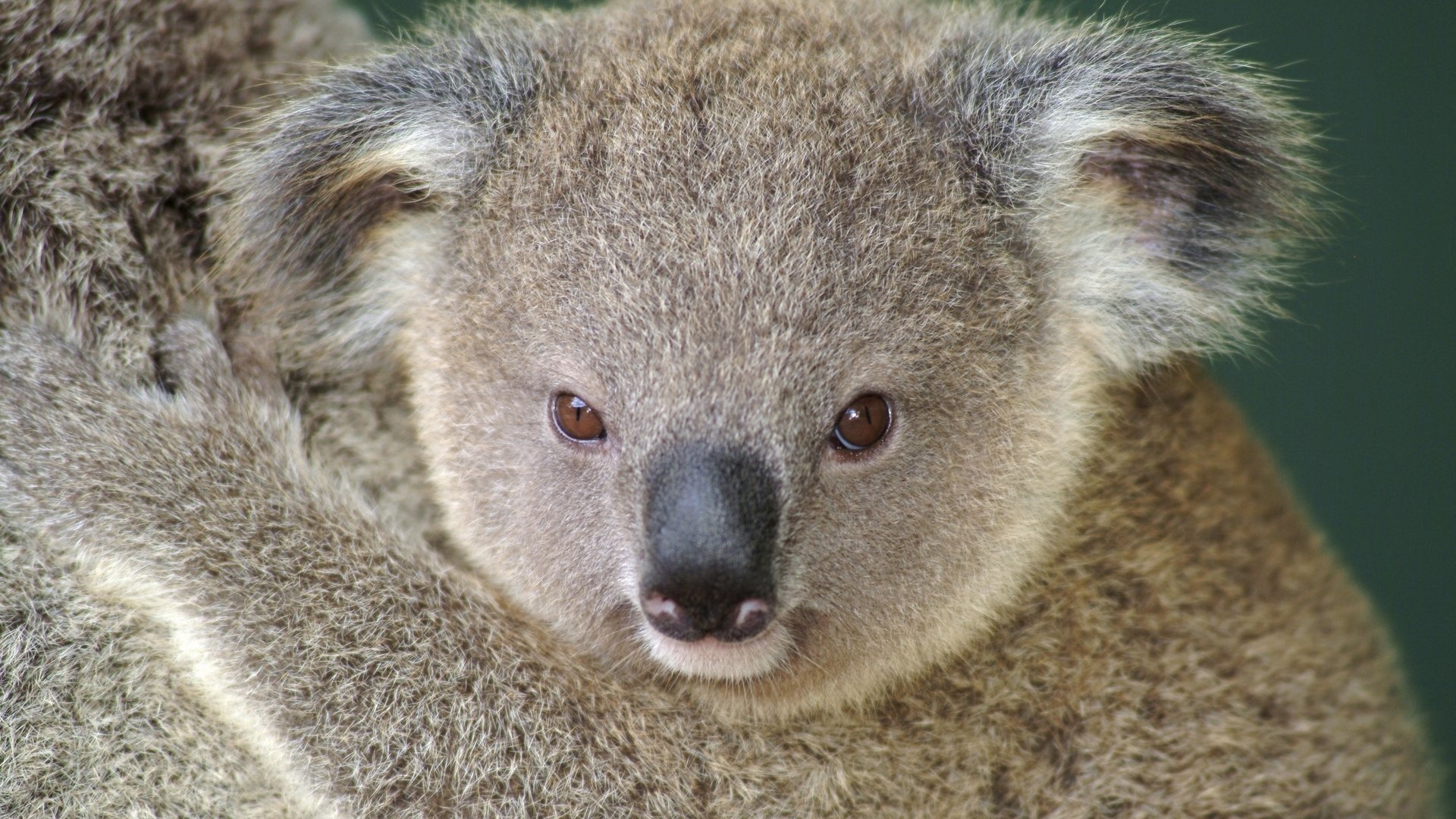 HD Koala Close-Up: Stunning Animal Wallpaper