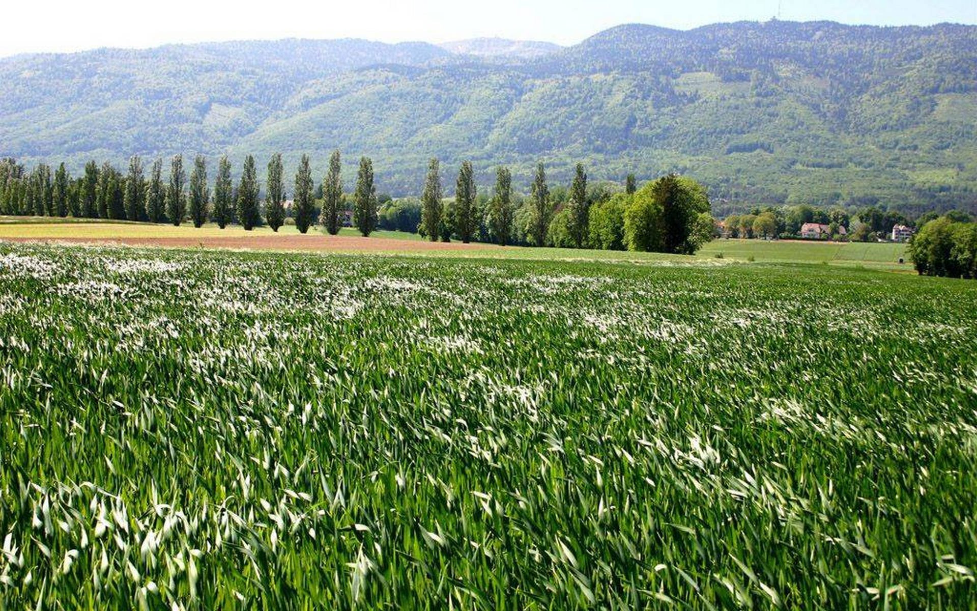 Nature Landscape HD Wallpaper
