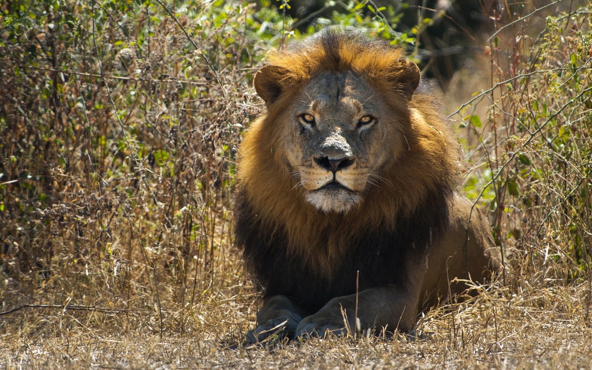 Majestic Lion in the Wild | Stunning HD Animal Wallpaper