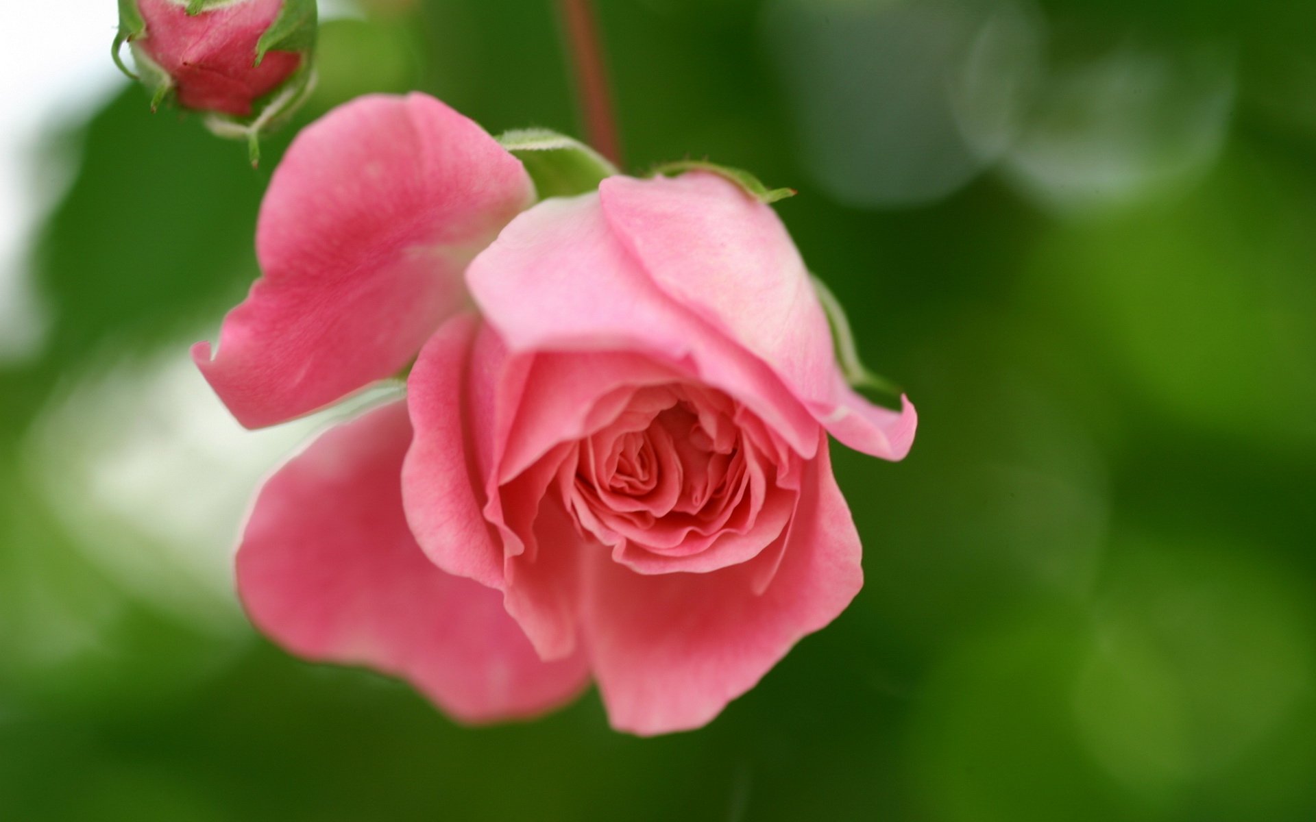 Download Nature Rose HD Wallpaper | 1920x1200 | Wallpaper Abyss