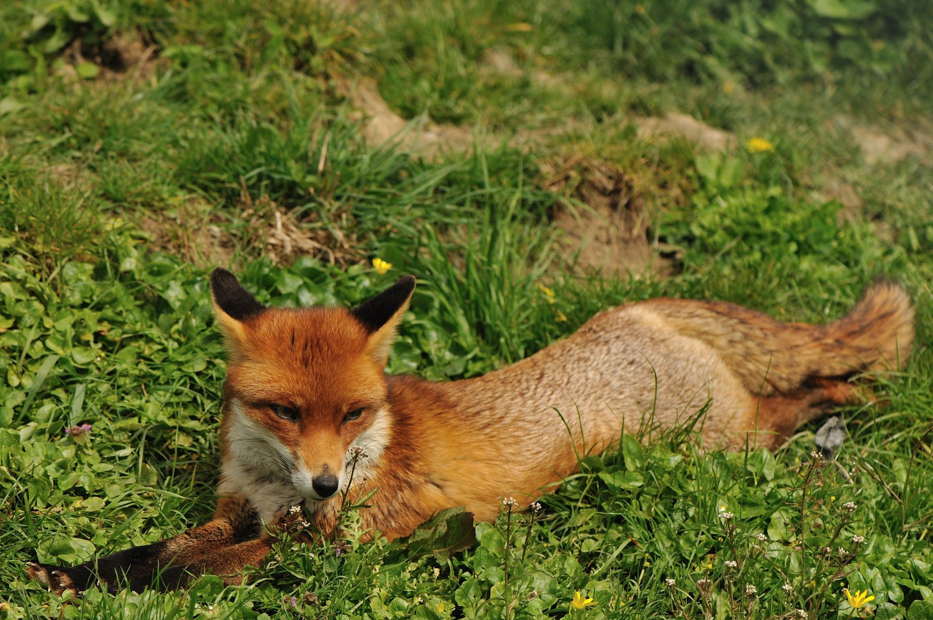 Fox HD Wallpaper