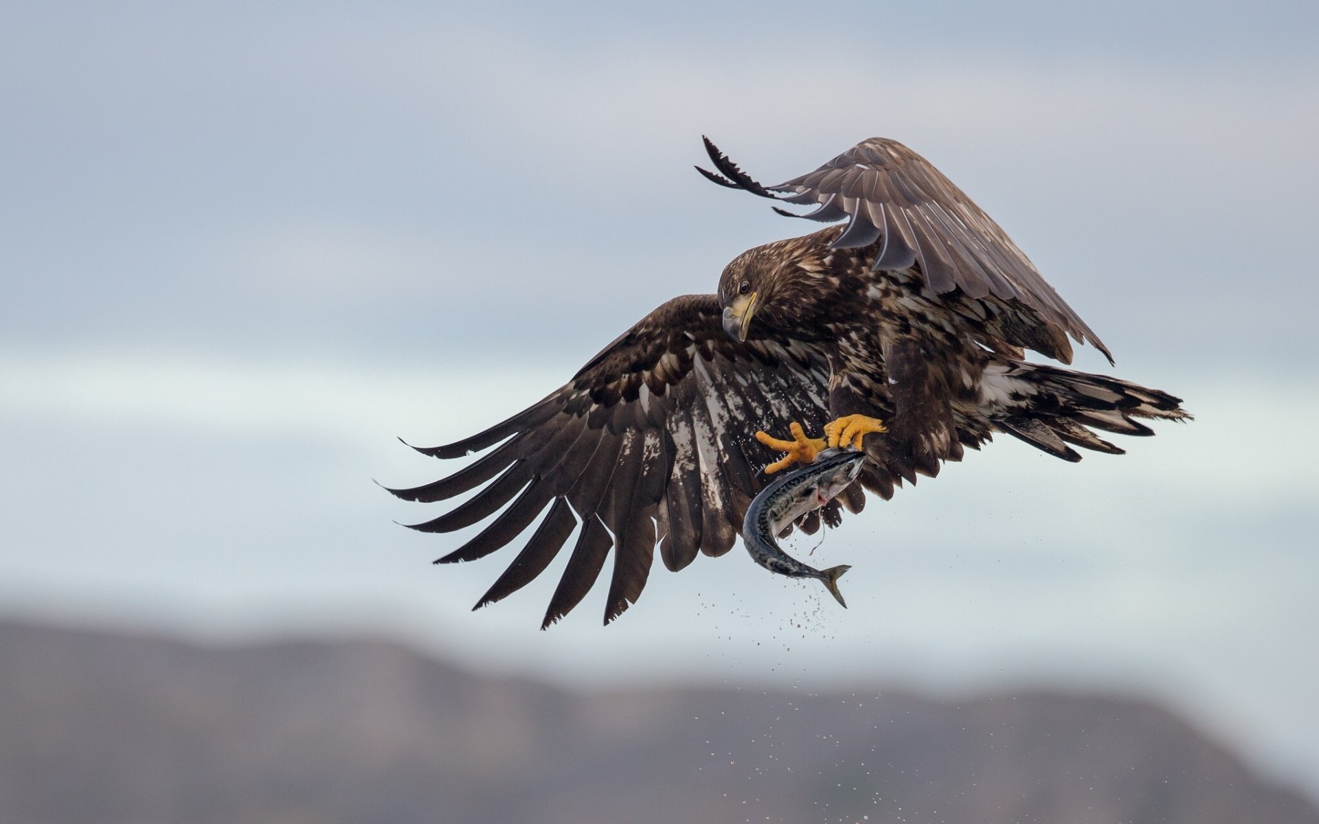 Soaring Predator — Eagle HD Wallpaper | 2048x1280 | Wallpaper Abyss