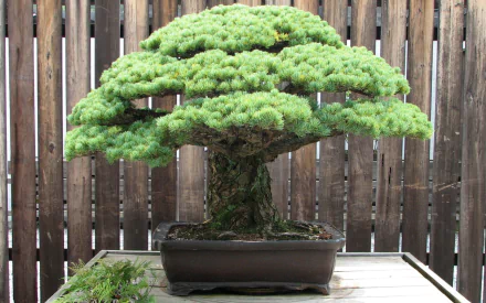Bonsai - Desktop Wallpapers, Phone Wallpaper, PFP, Gifs, and More!