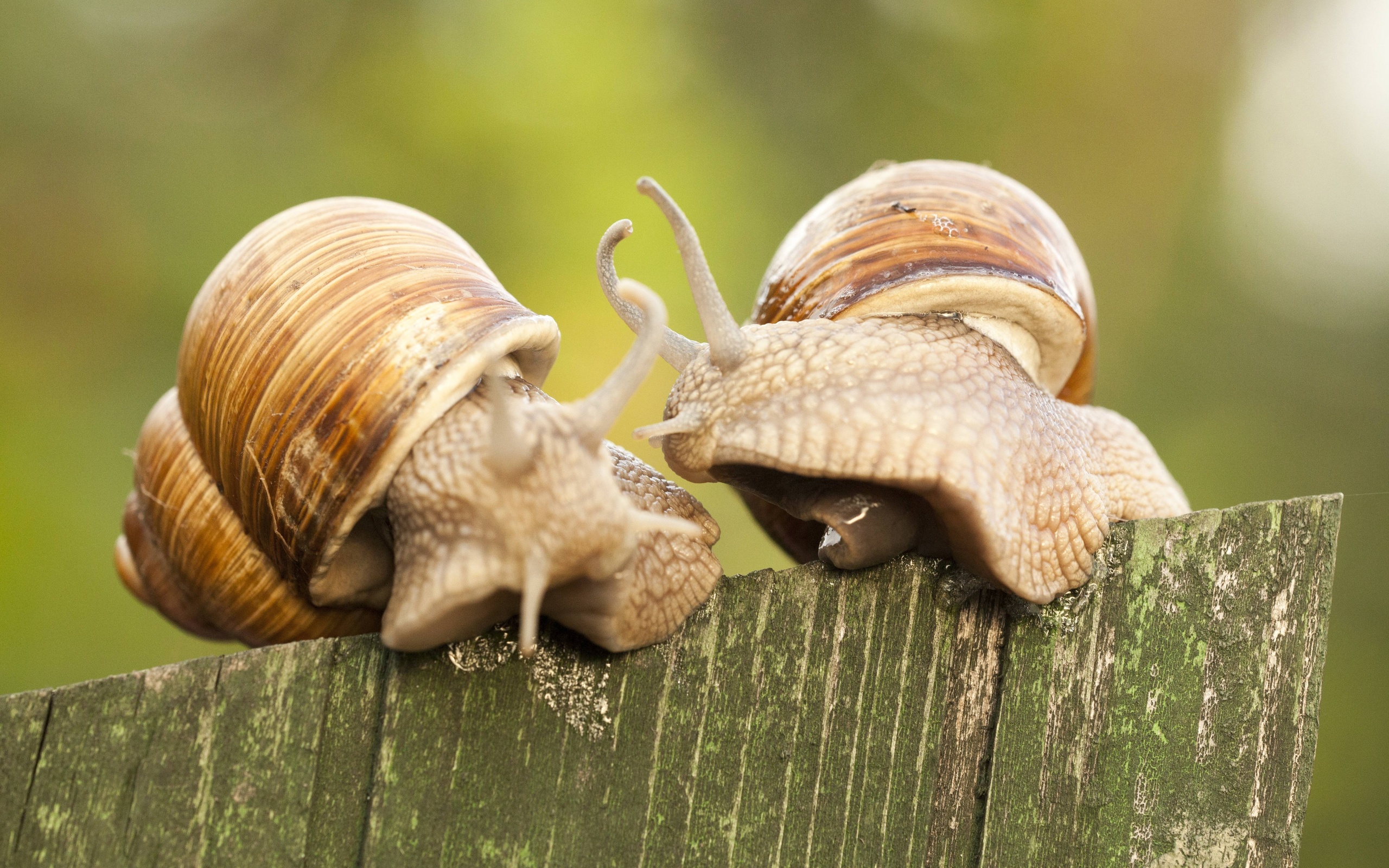 Elegant Snails: Stunning HD Animal Close-Up Wallpaper