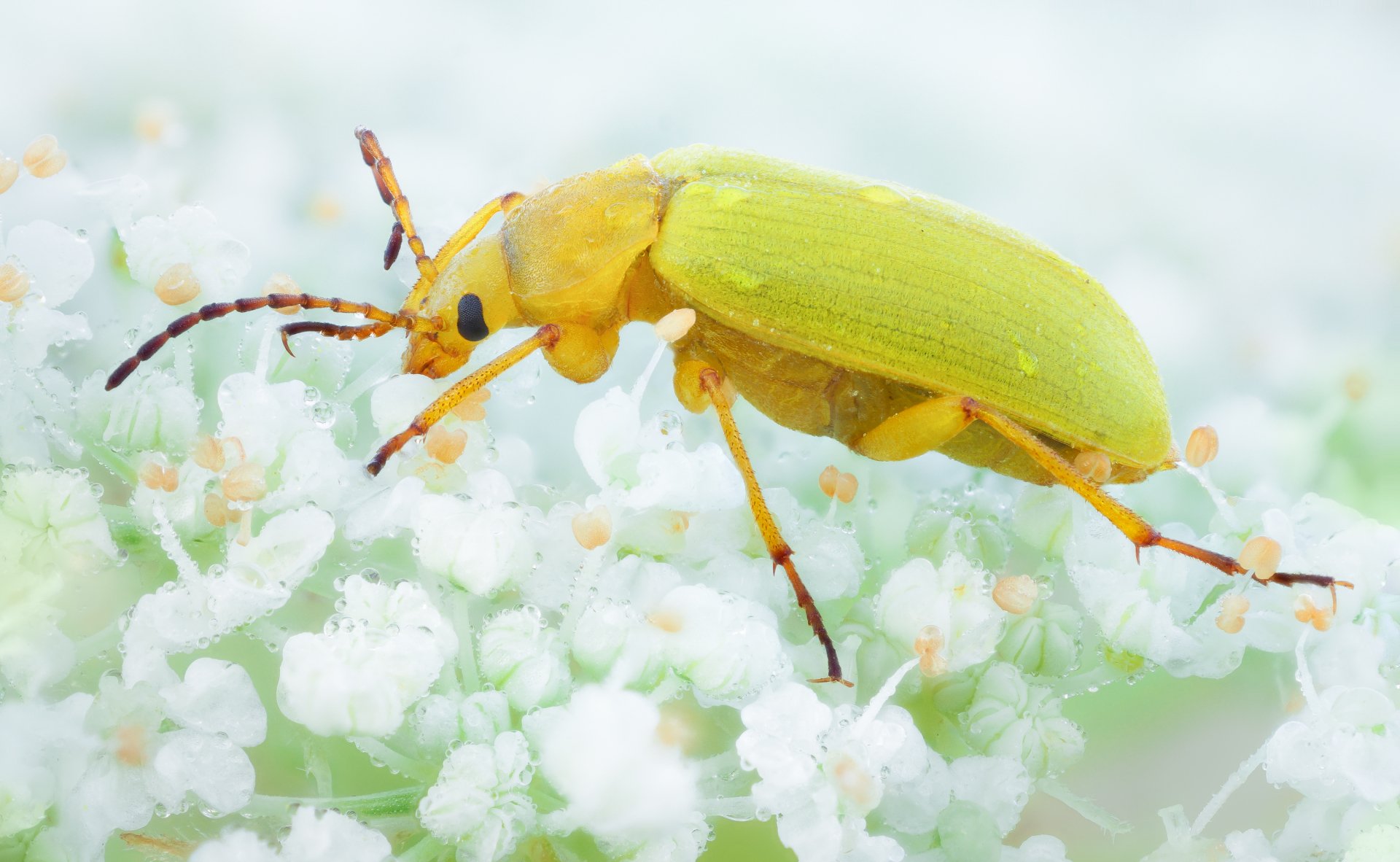 Download Animal Insect HD Wallpaper