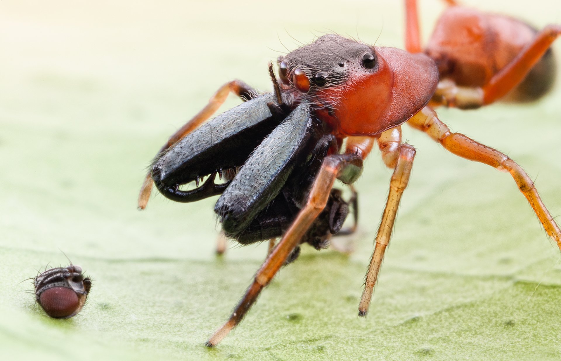 Download Jumping Spider Ant Mimic Jumping Spider Animal Spider HD ...