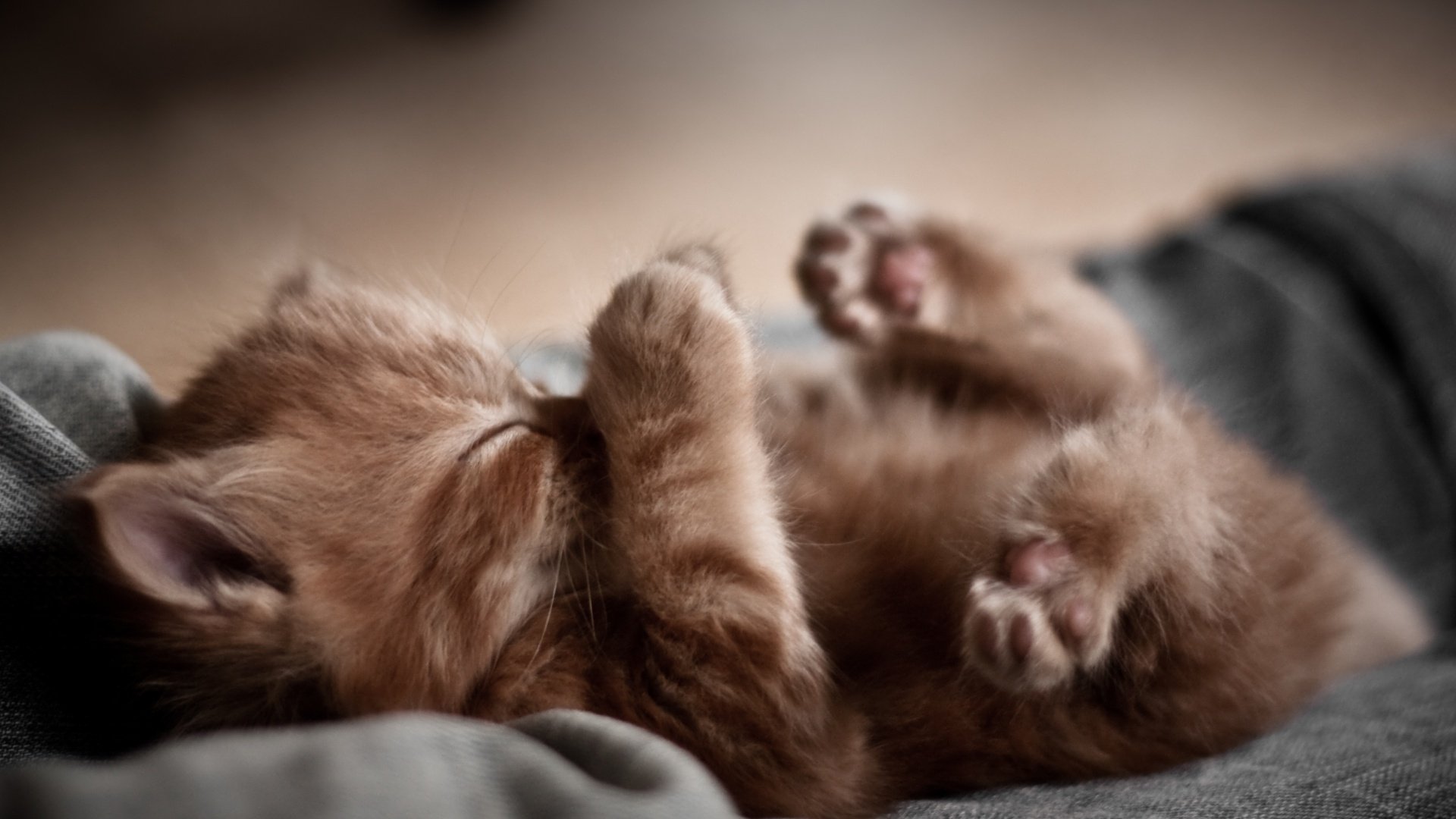 Adorable Cat HD Wallpaper: Paws and Playful Dreams