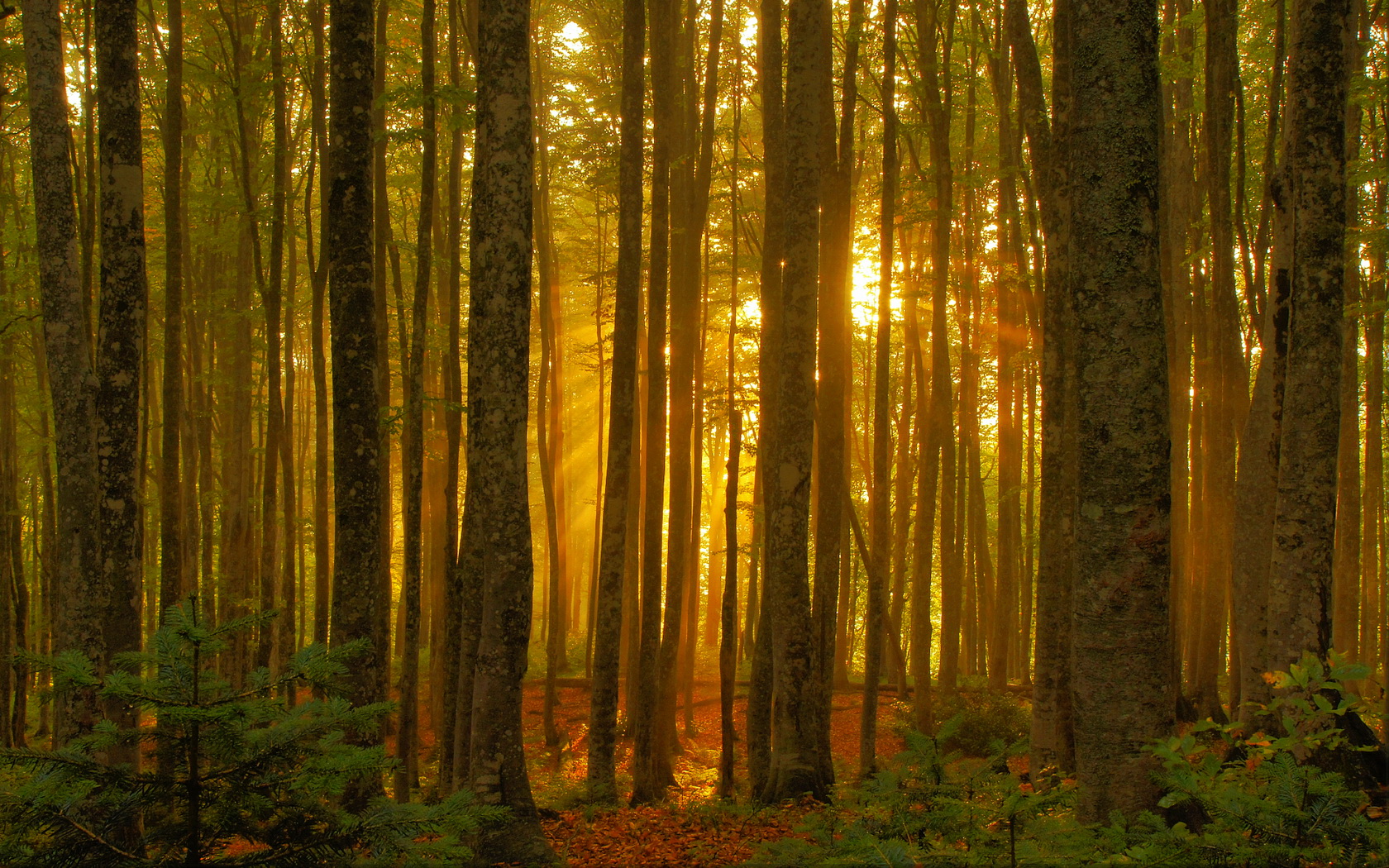 Download Nature Forest Wallpaper