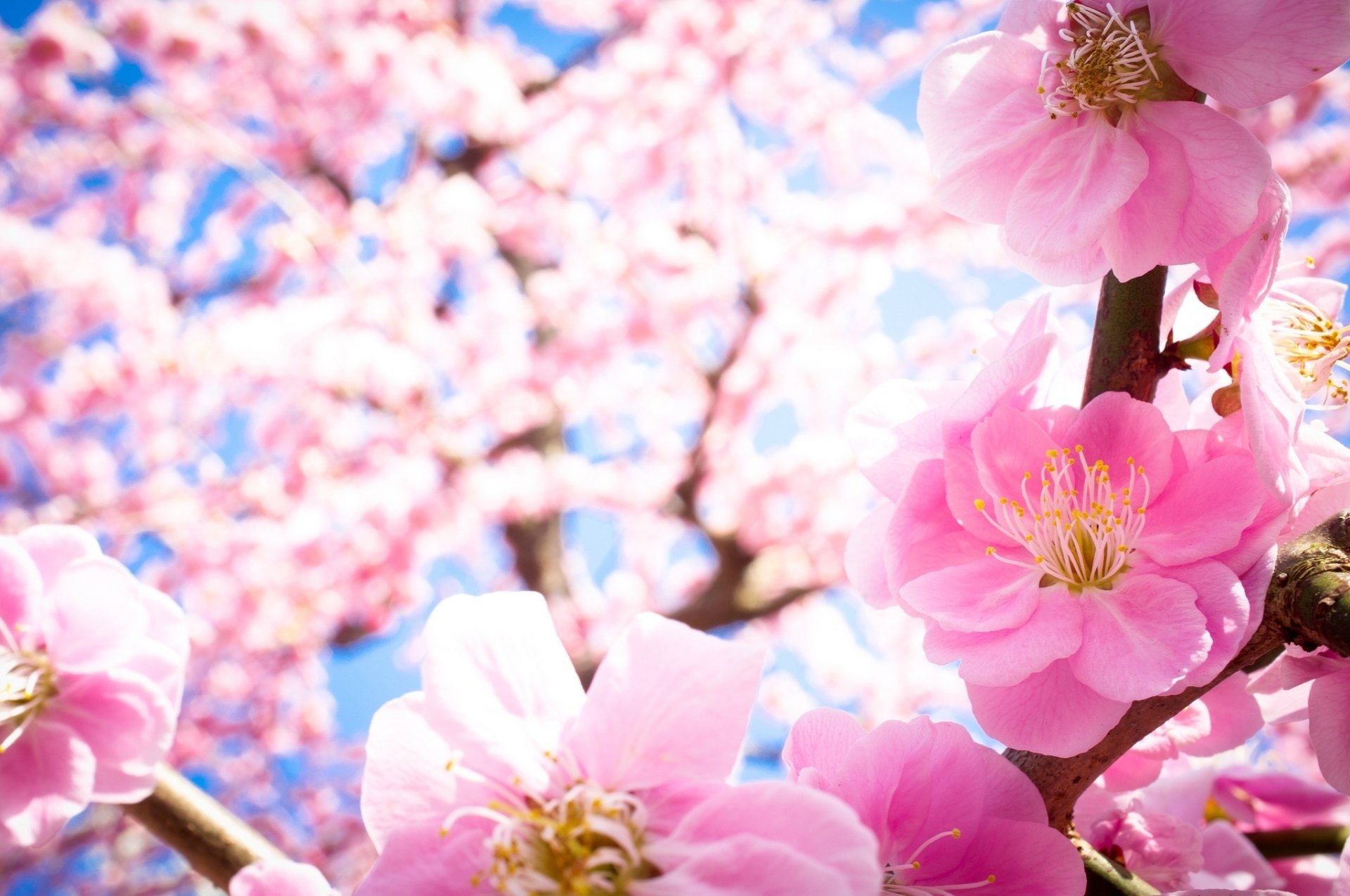 Blossoms in Full Bloom: Stunning Nature HD Wallpaper