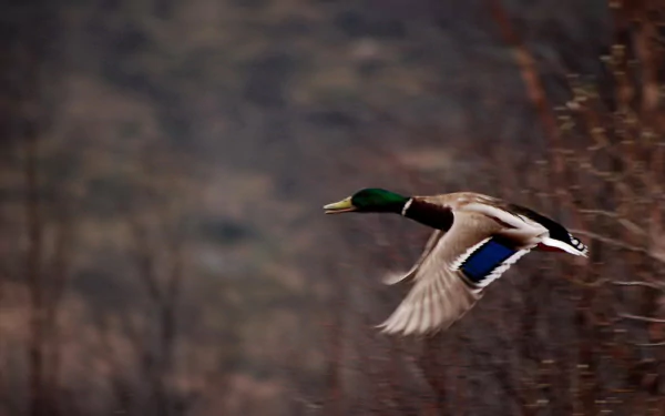 Stunning Mallard Duck HD Wallpaper