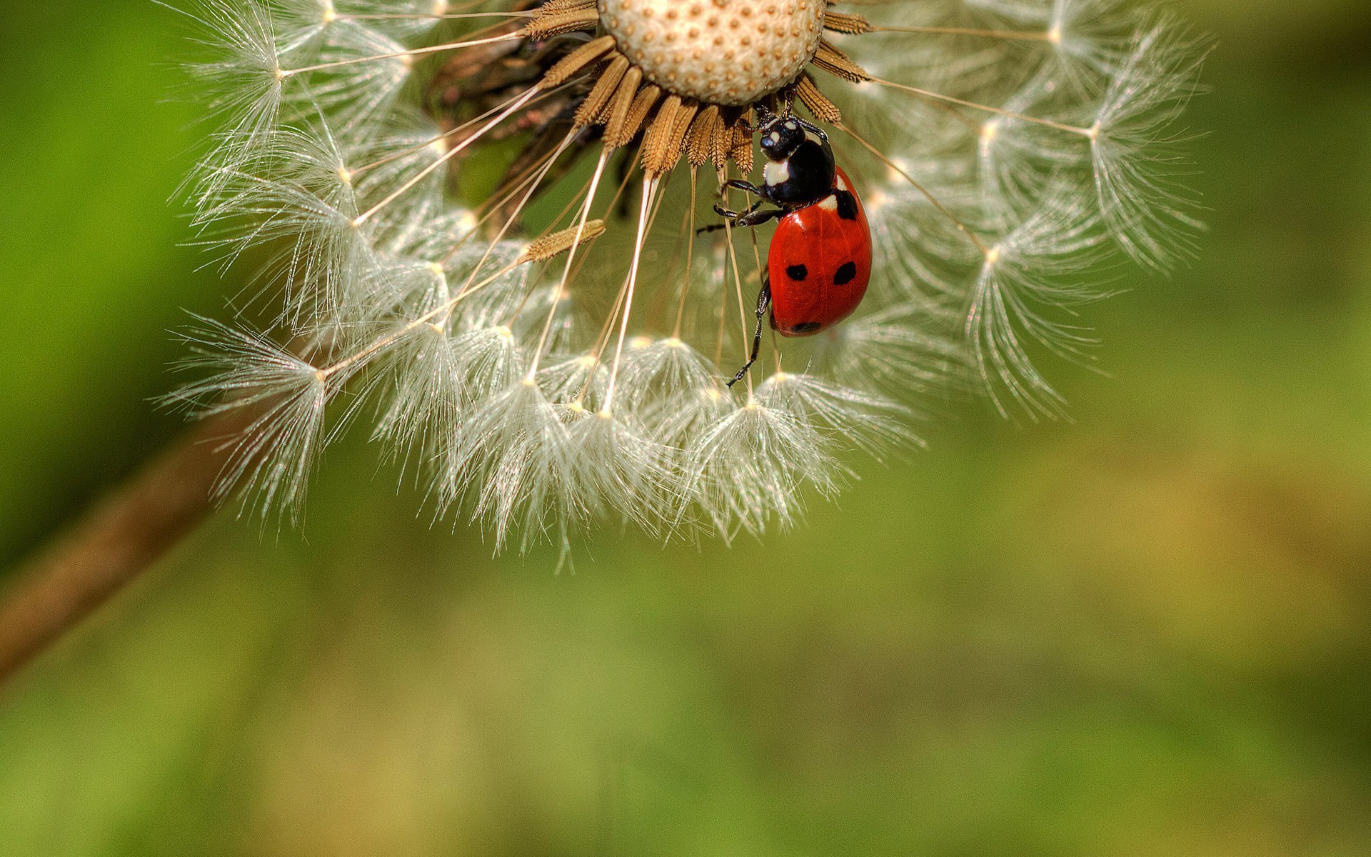 Stunning HD Wallpaper: Ladybug Perched on Delicate Dandelion Puff