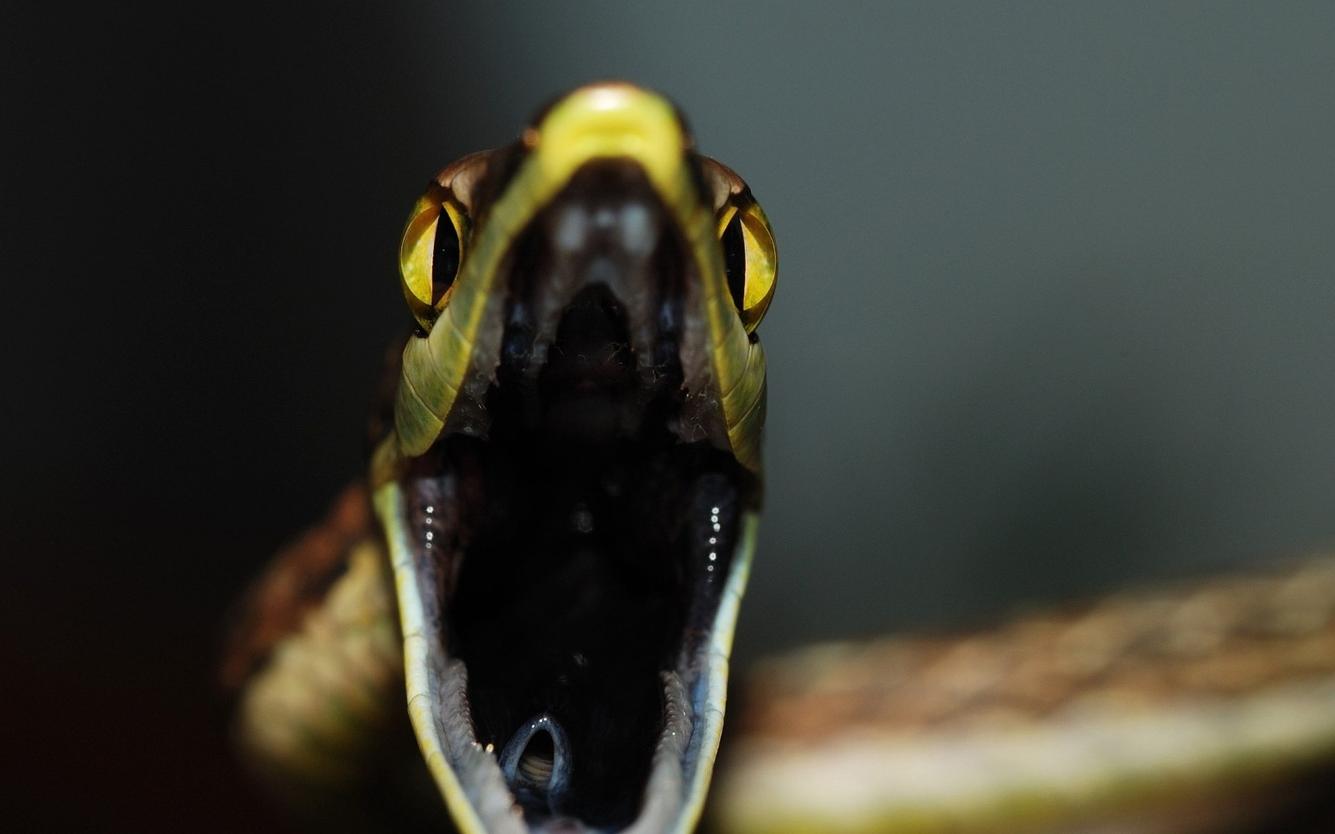 HD Jungle Serpent: Striking Snake Close-Up Wallpaper