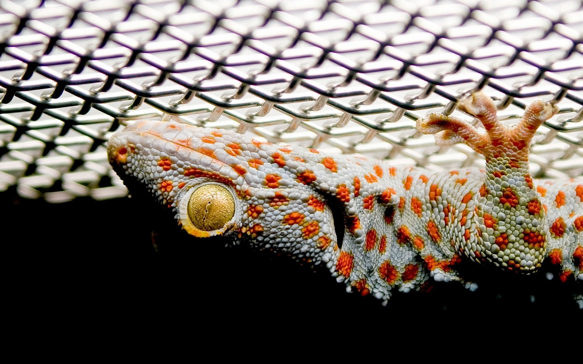Download Animal Tokay Gecko HD Wallpaper